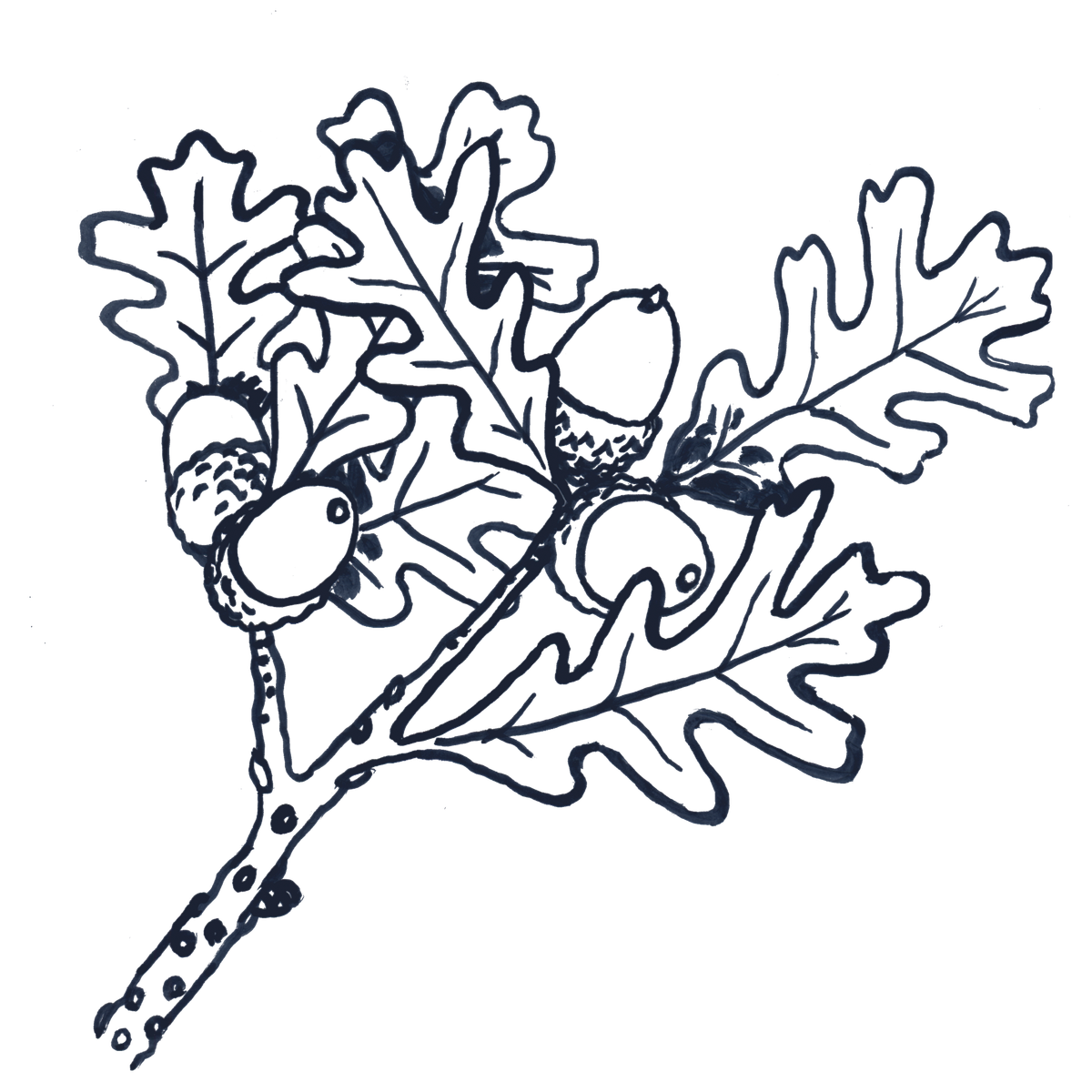 New York Native Trees | SUGi
