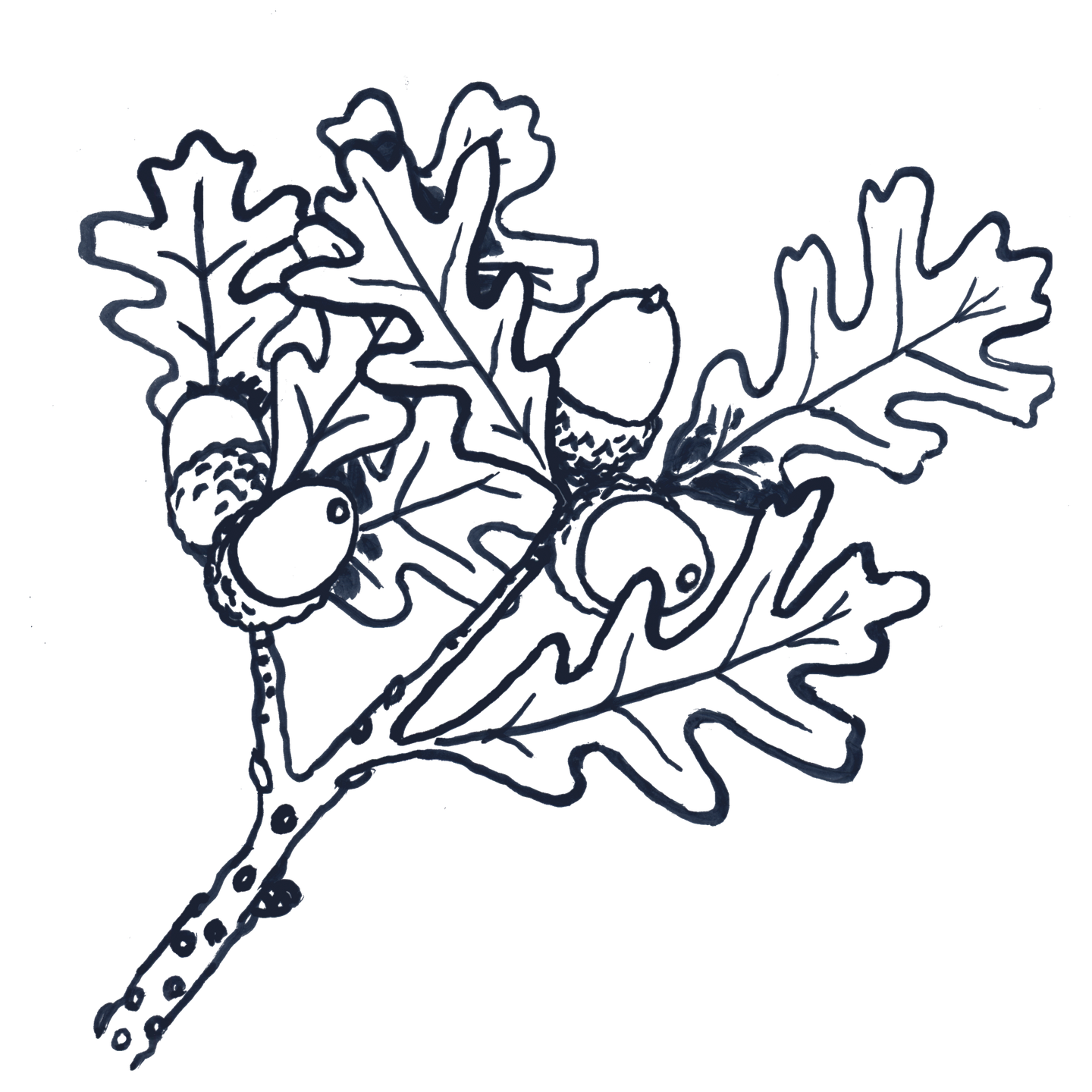 New York Native Trees | SUGi