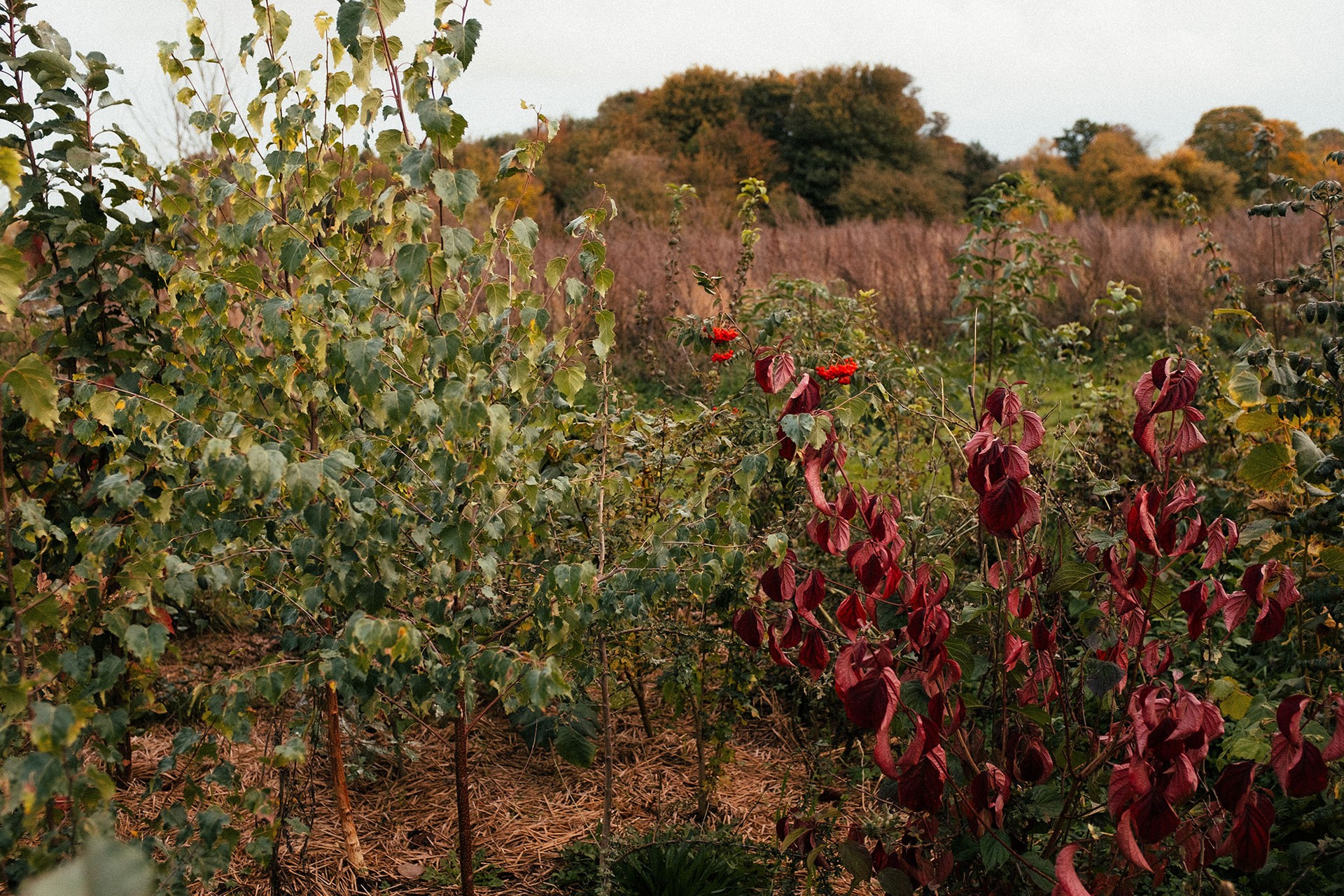 East London I - Natura Nostra Forest | SUGi