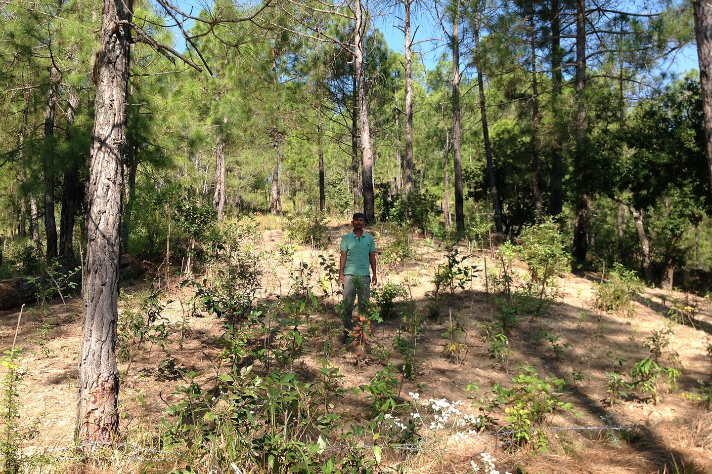 Community Forest II | SUGi