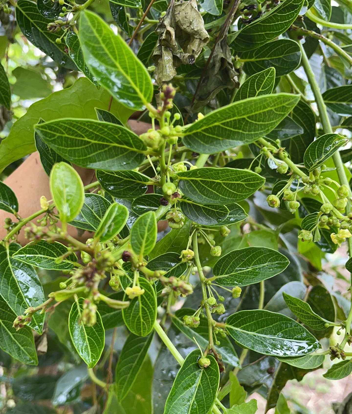 ICHK Hong Lok Yuen Forest | SUGi
