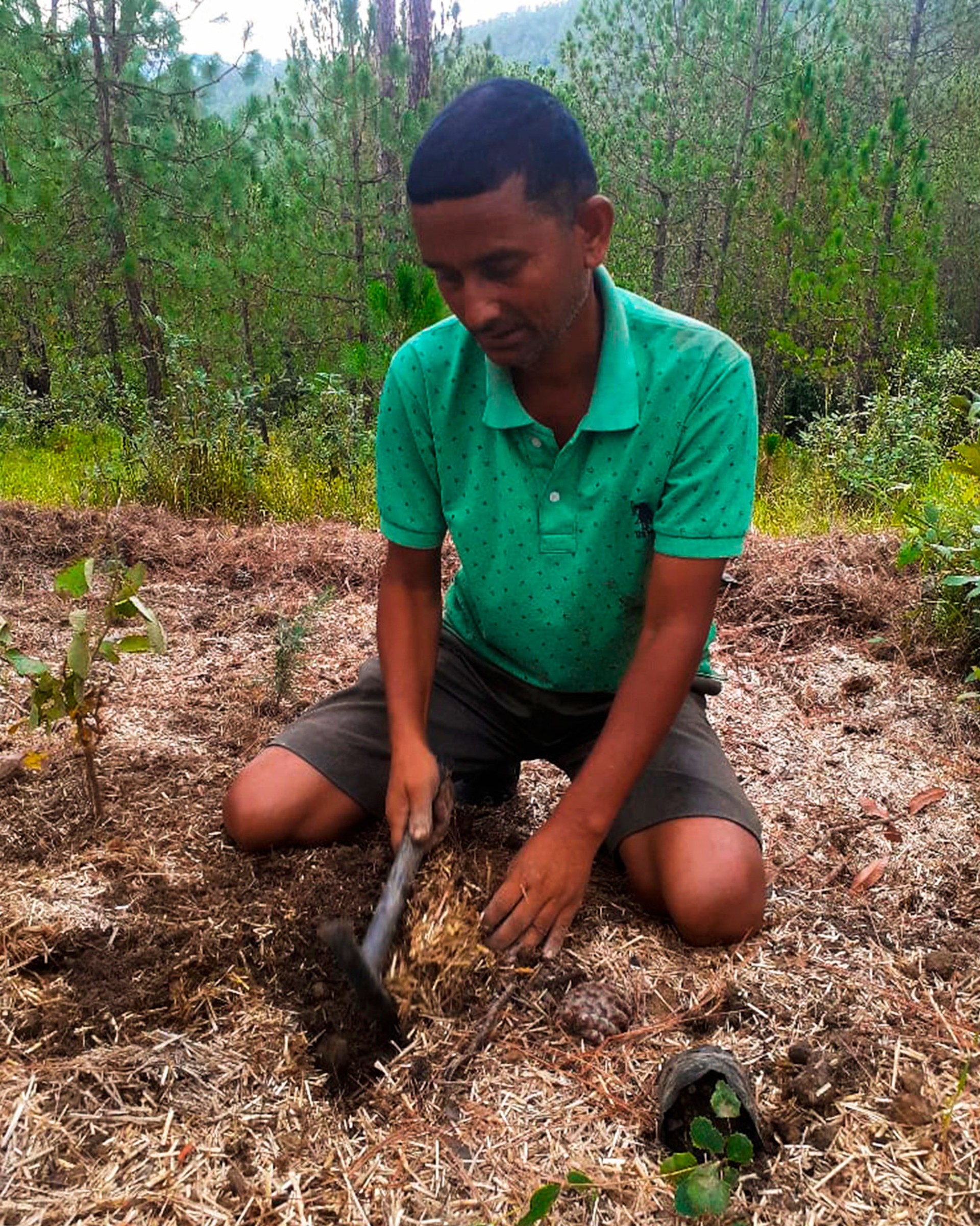 Community Forest II | SUGi