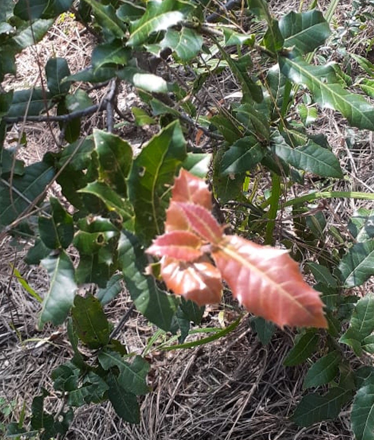 Community Forest | SUGi