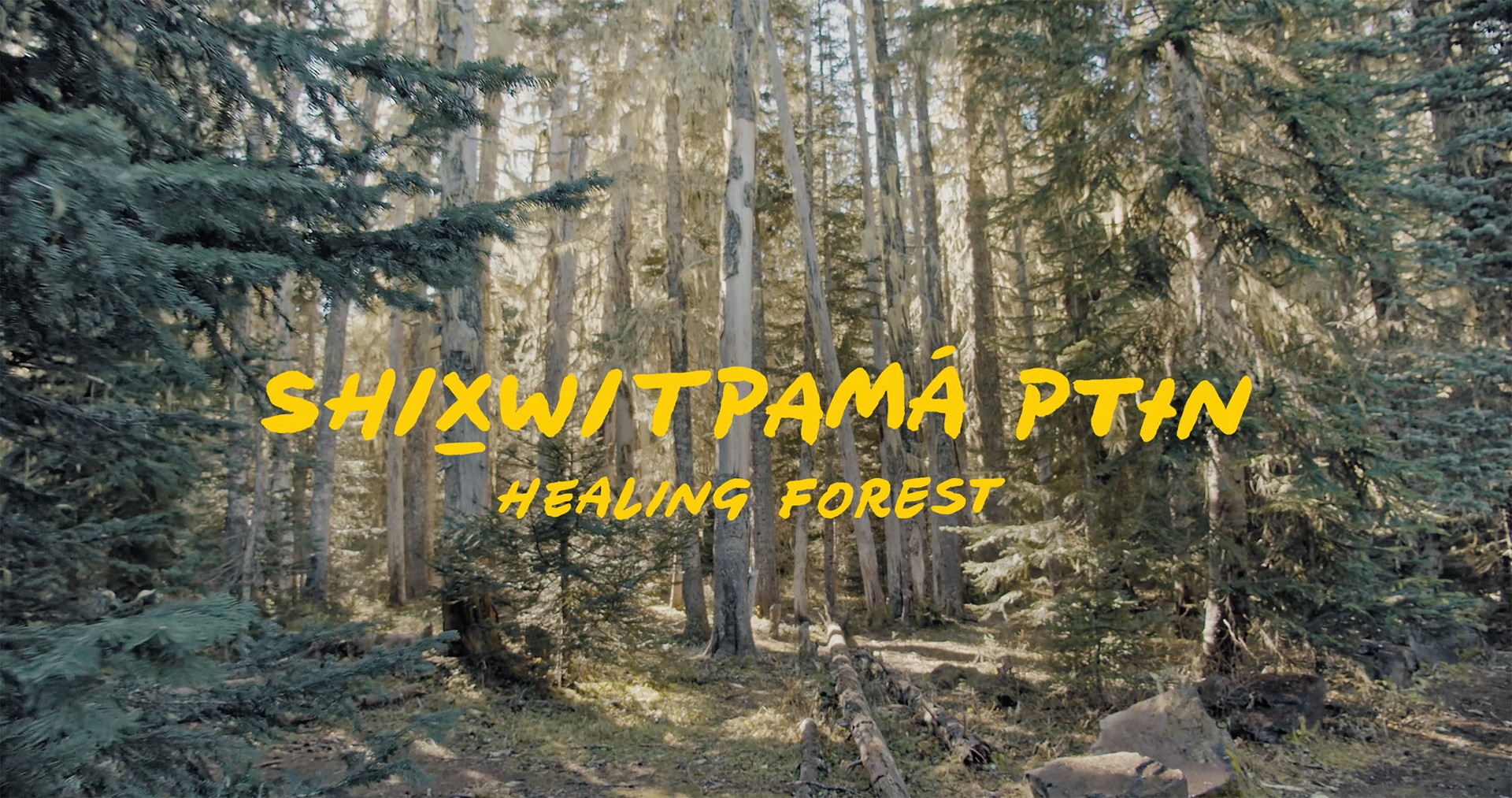 Healing Forest | SUGi