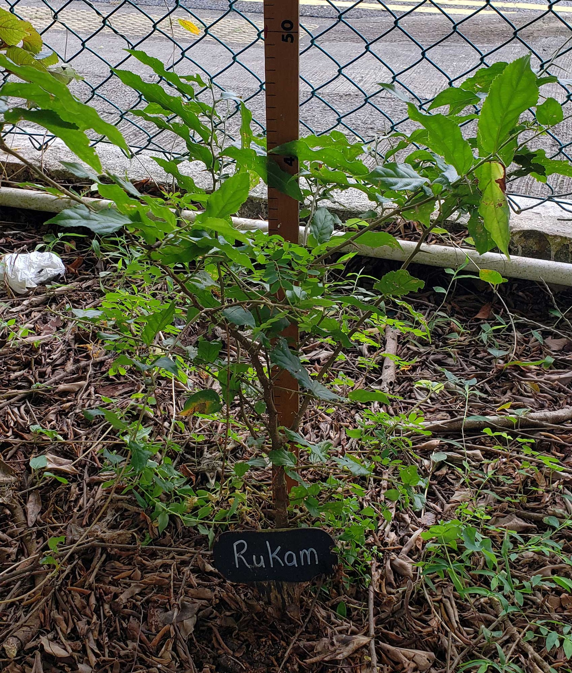 Sha Tin Junior School | SUGi