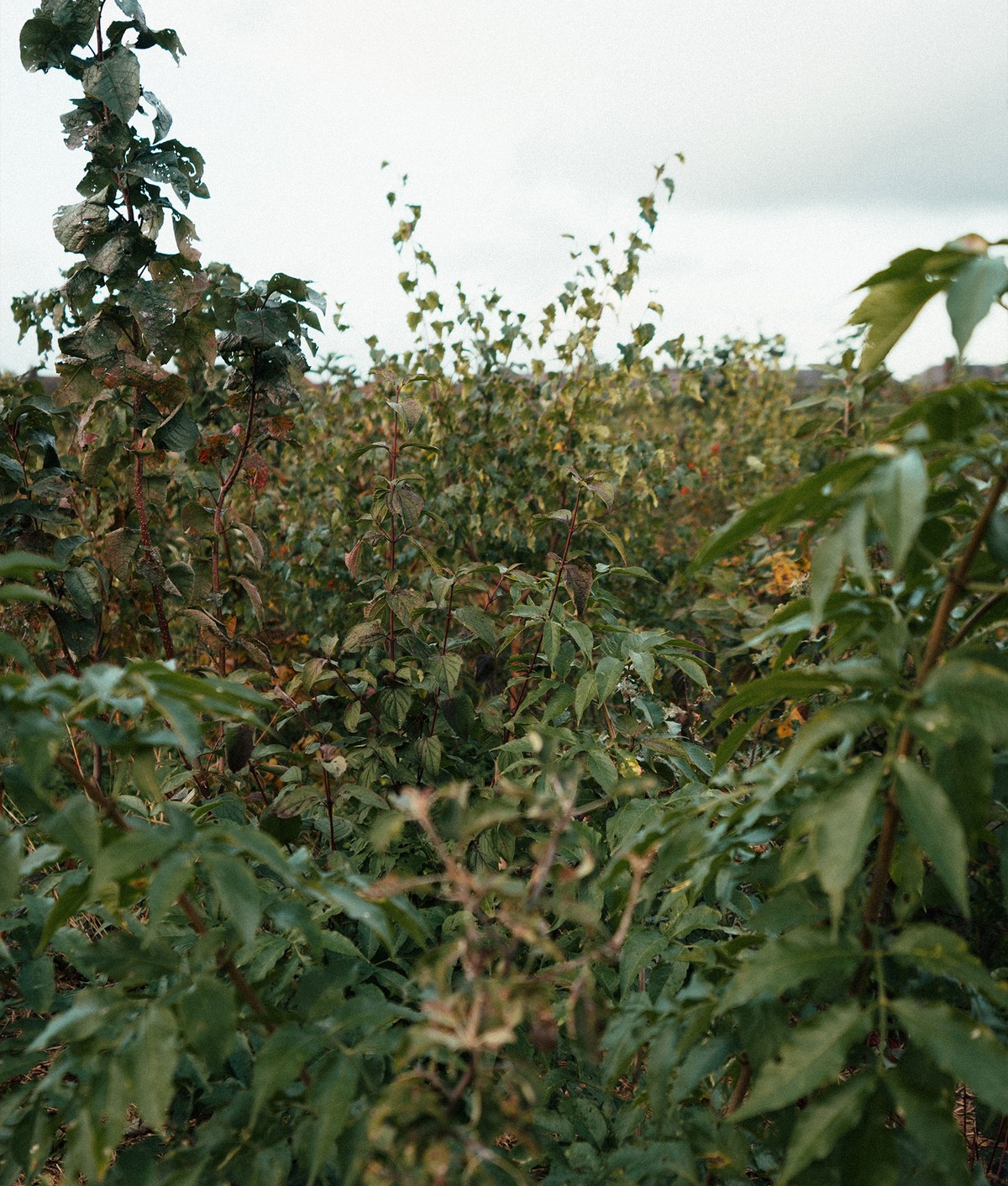 East London I - Natura Nostra Forest | SUGi