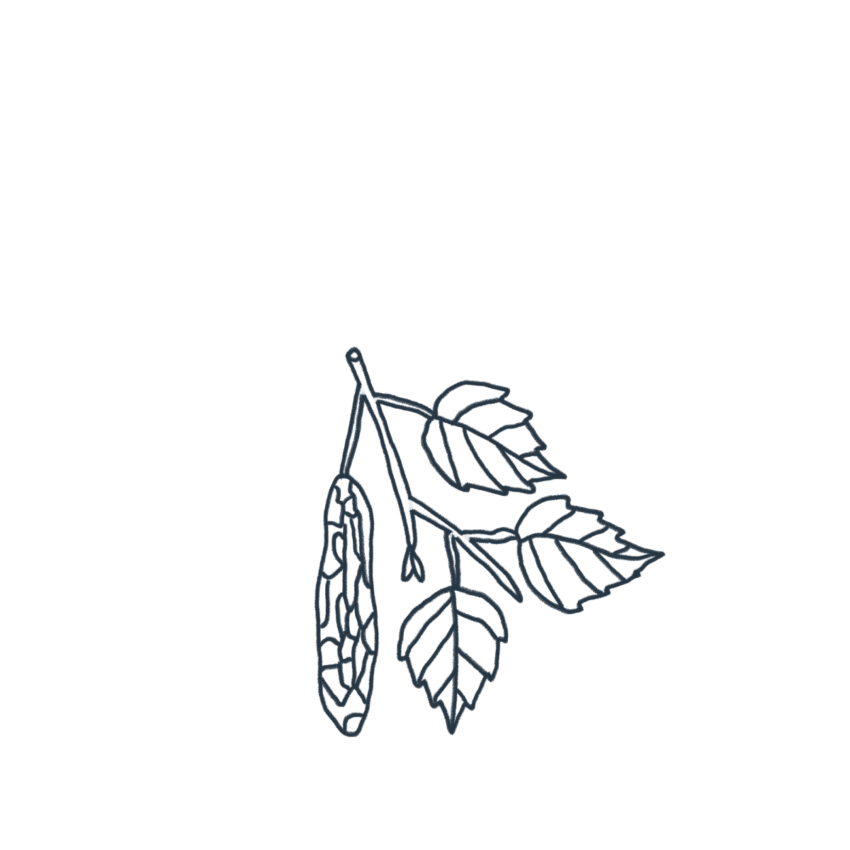 Harmony Forest | SUGi