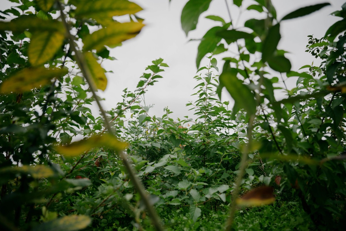 Georgetown Community Forest | SUGi