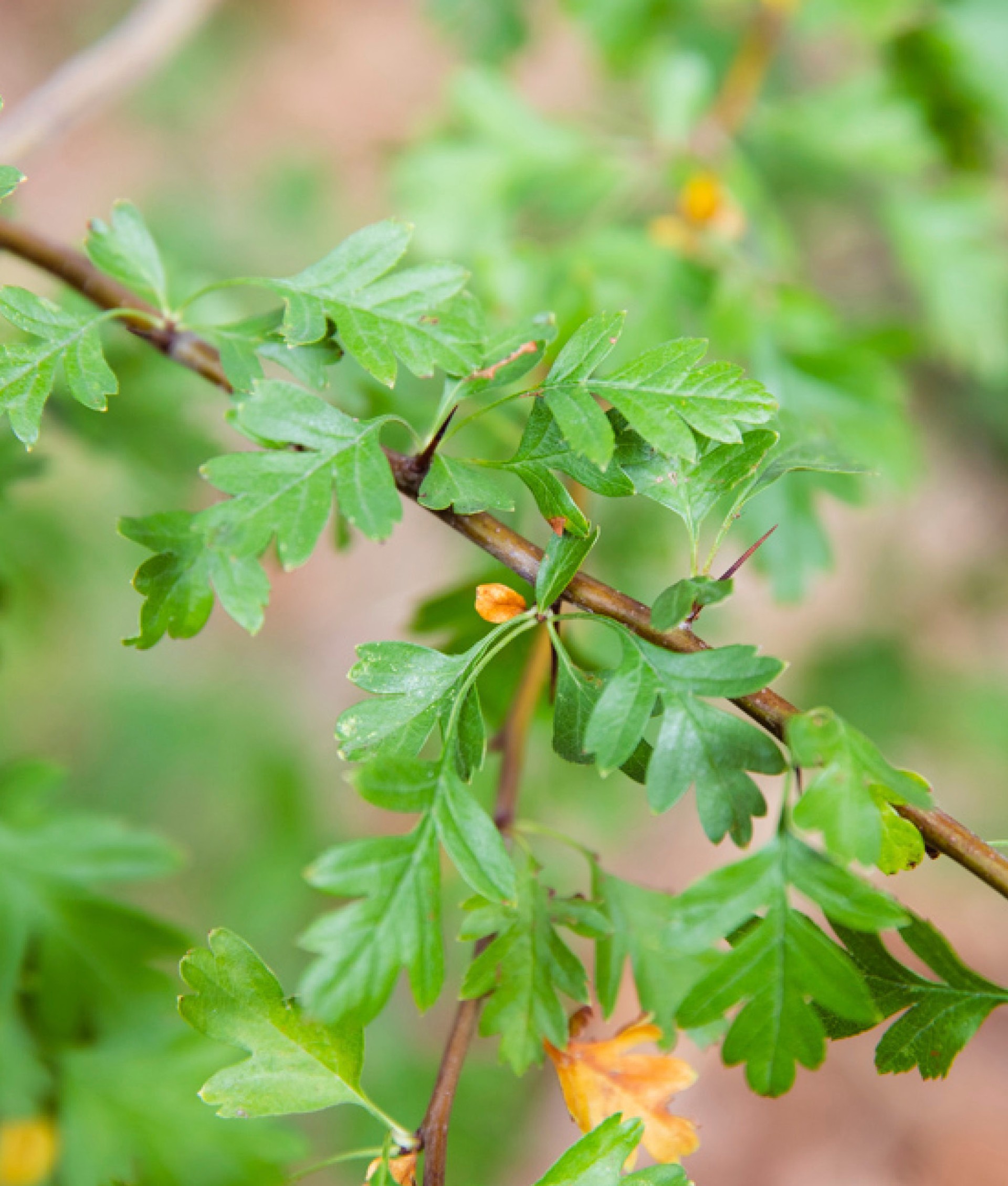 SUGi Pocket Forests London | 2024 Impact Report | SUGi