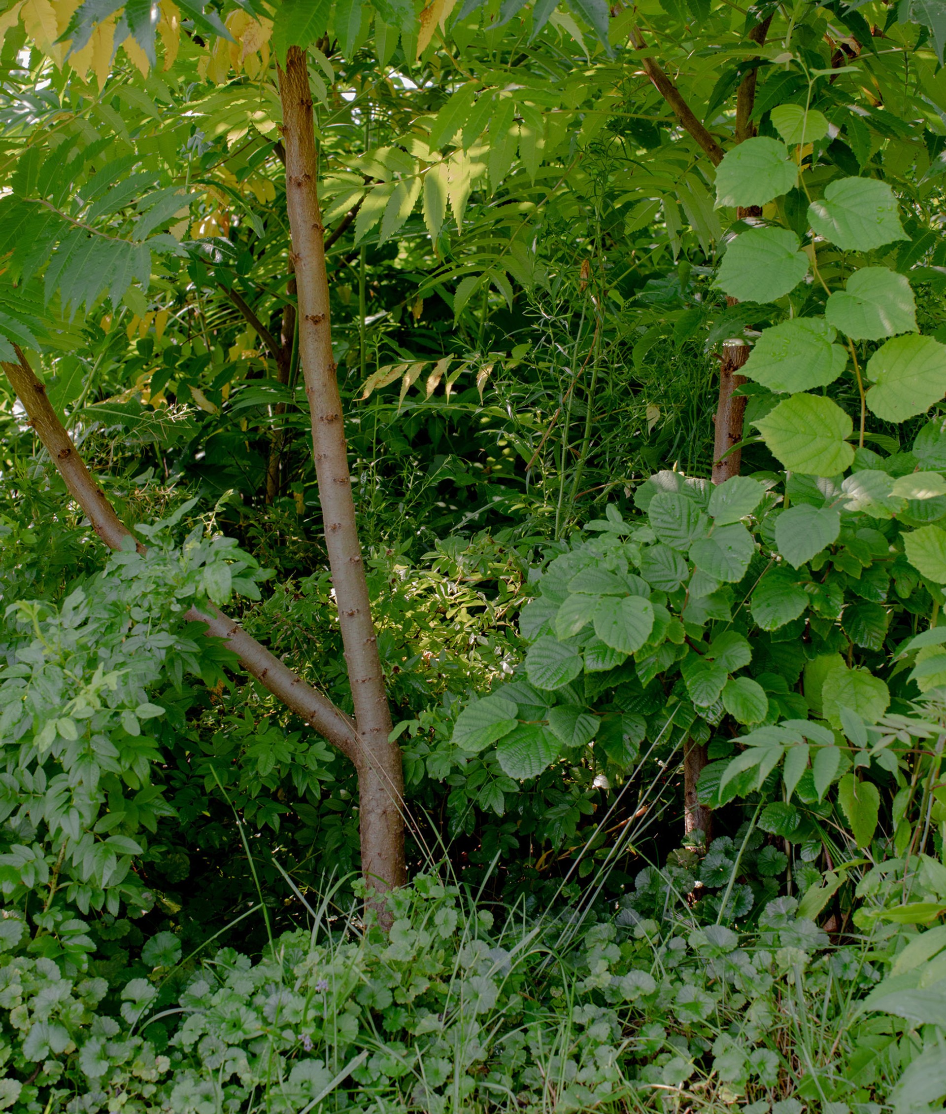 Danehy Park Forest | SUGi