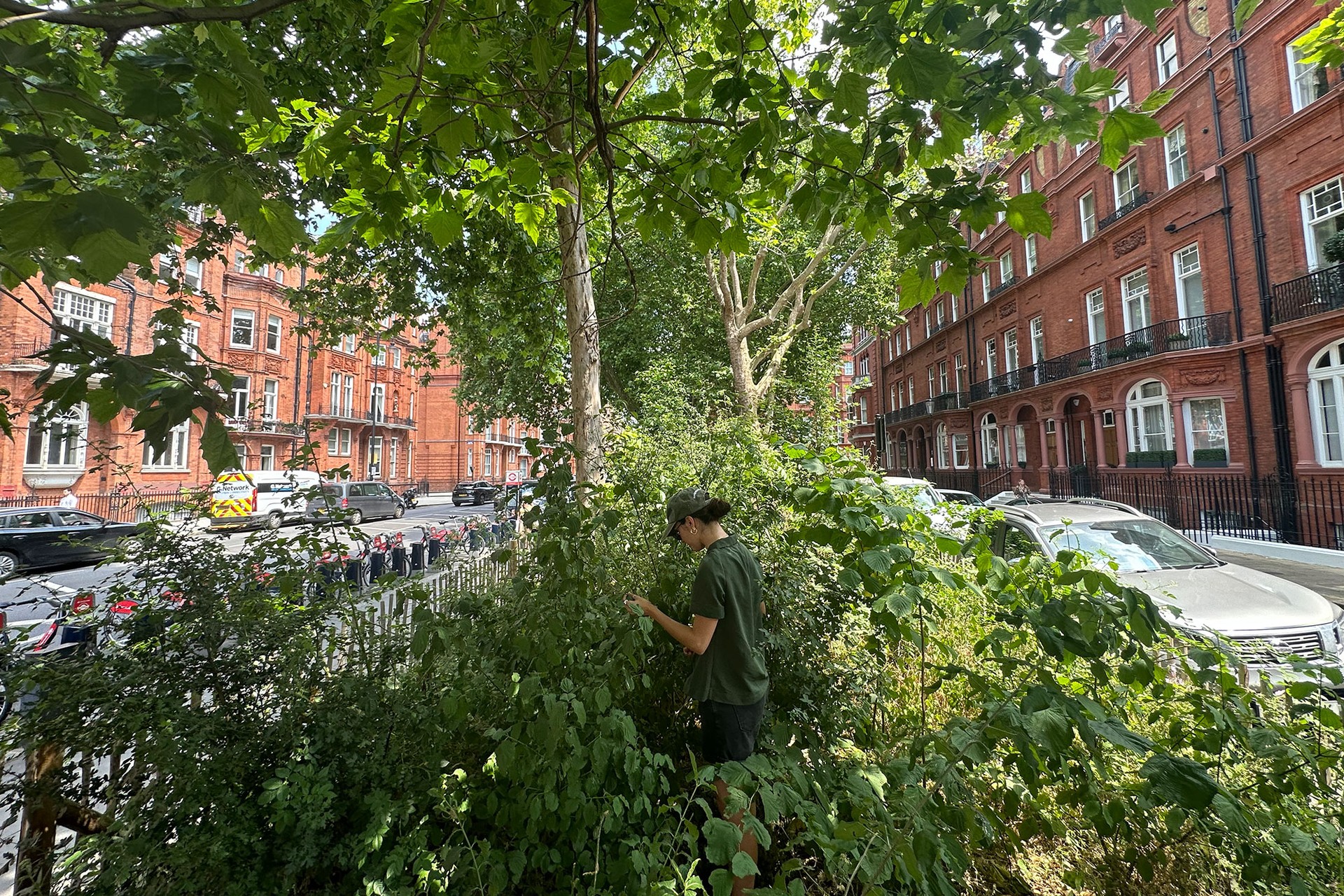 Heritage Forest | SUGi