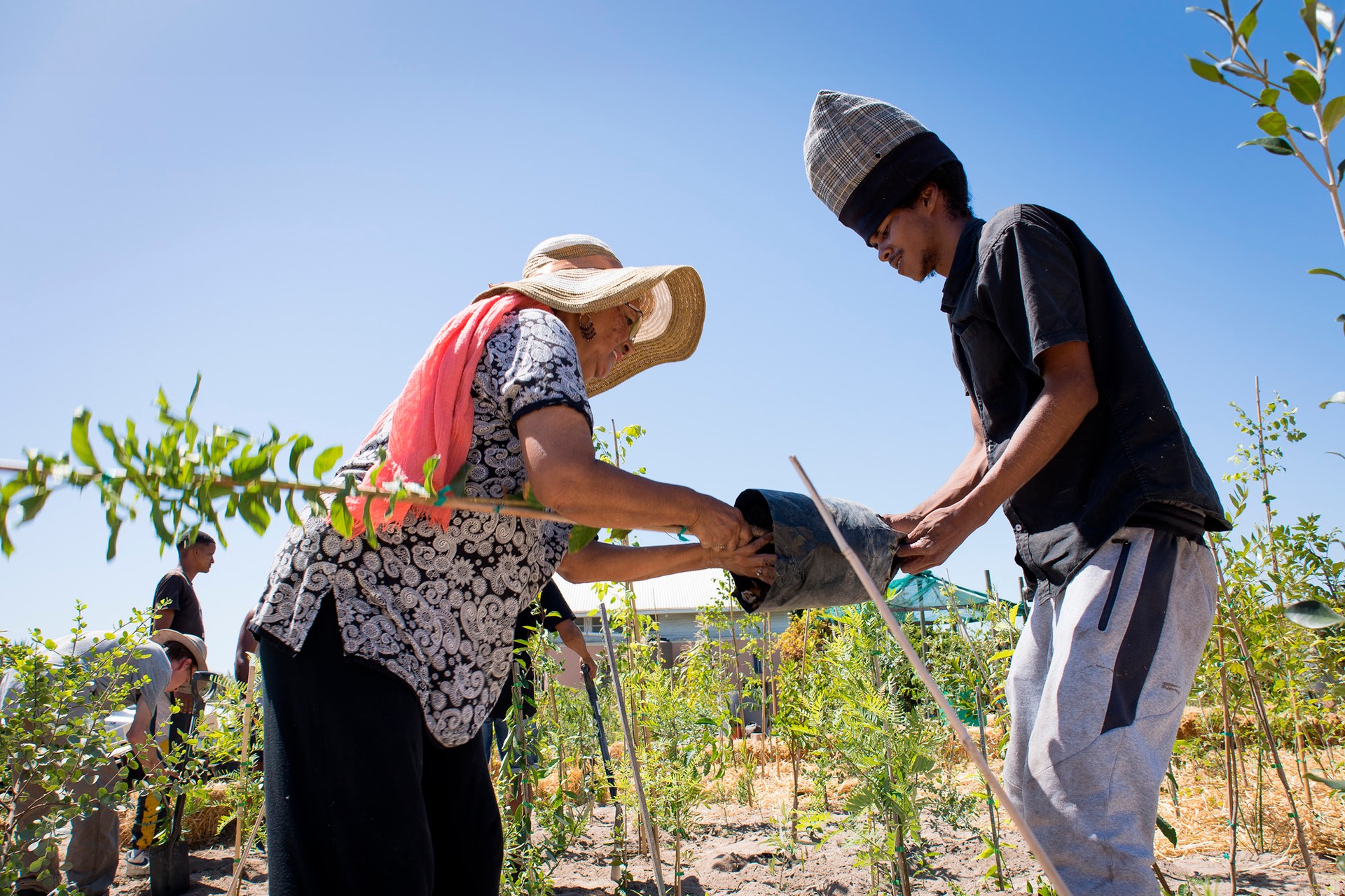 SUGi Pocket Forests – Cape Town | SUGi