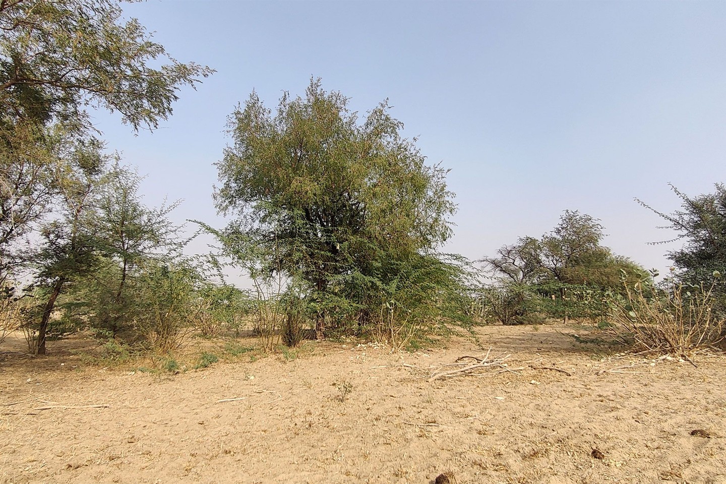 Sukhad Aranya | SUGi