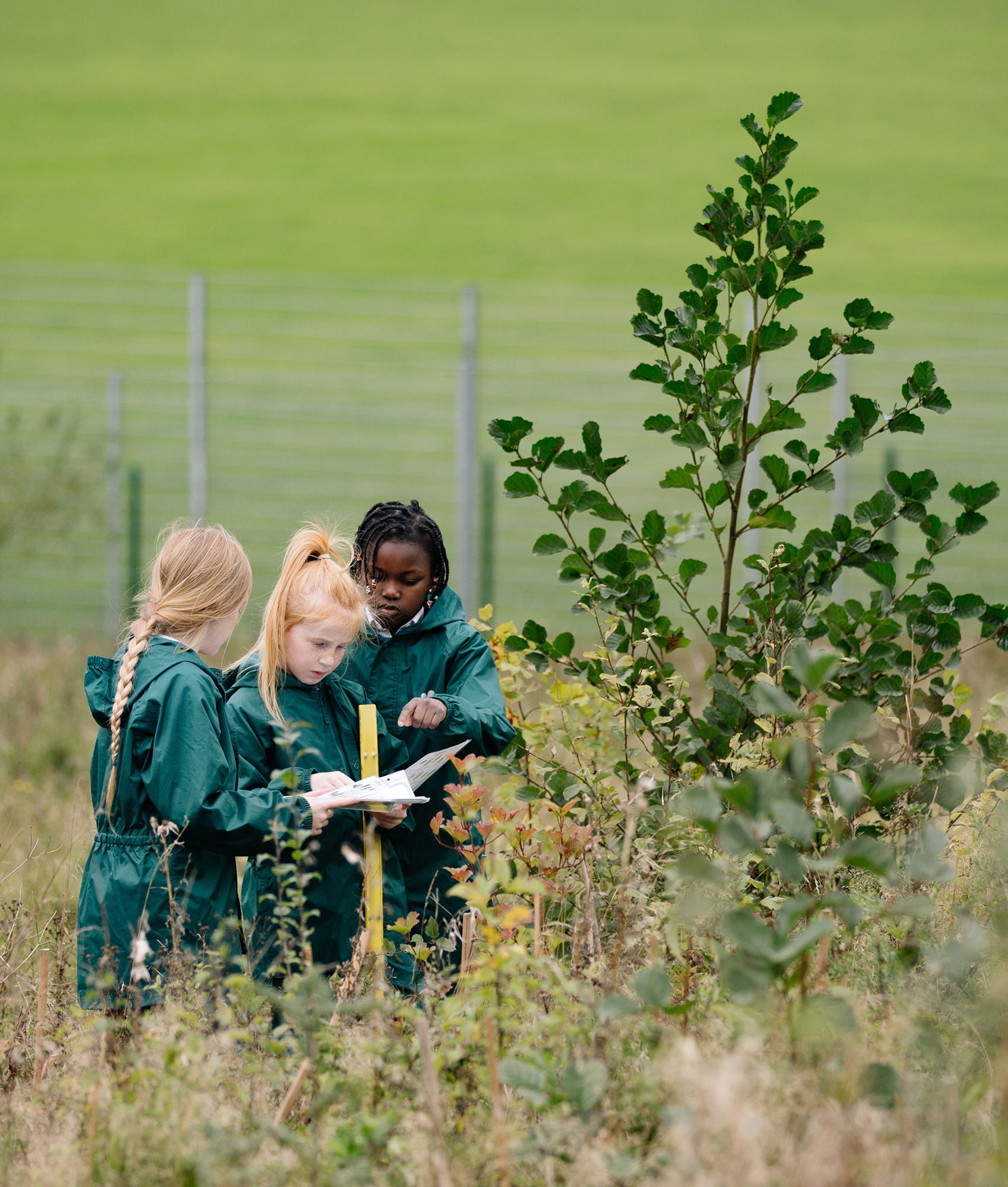 Oakwood Primary Forest | SUGi