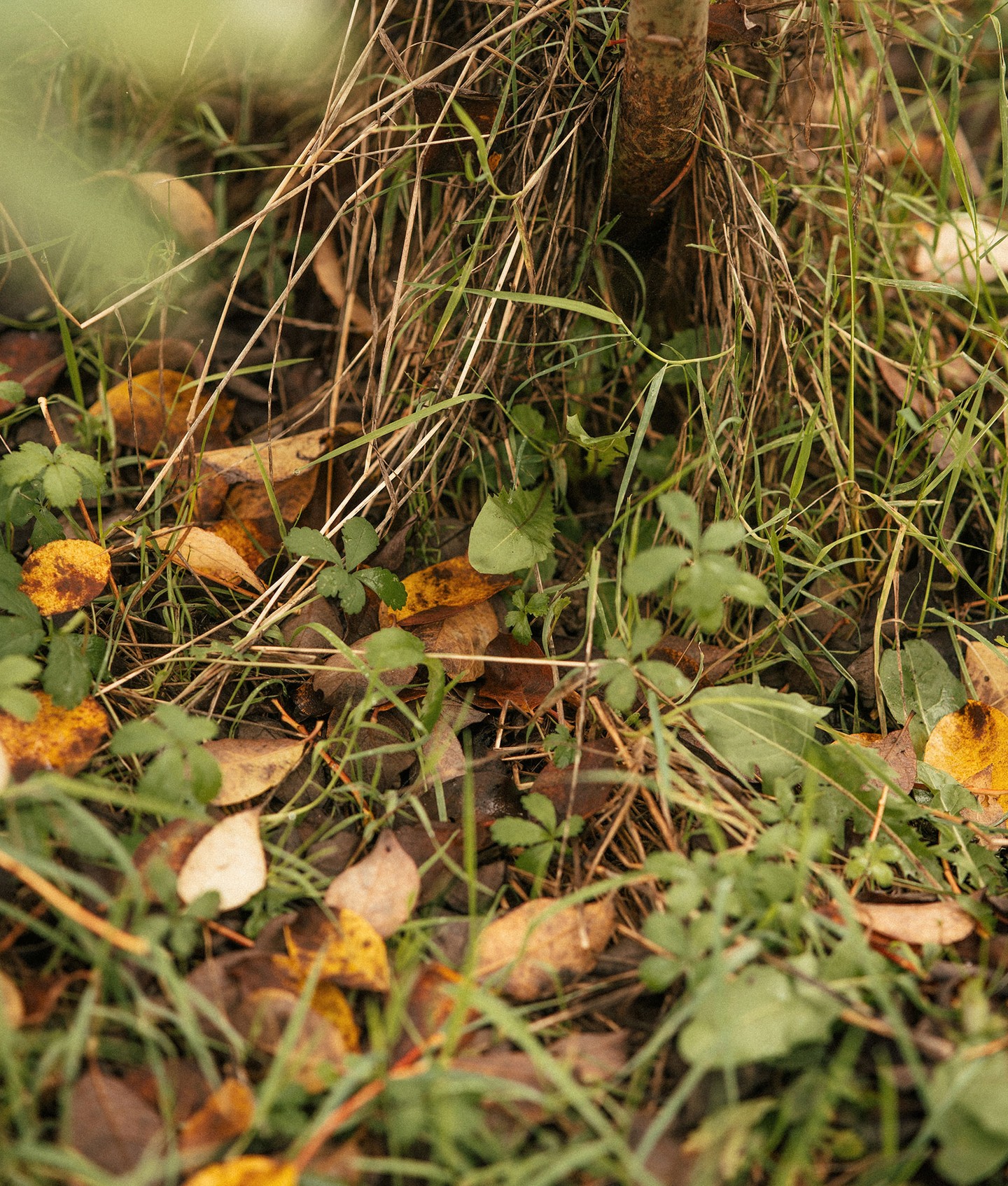 Forest of Thanks | SUGi