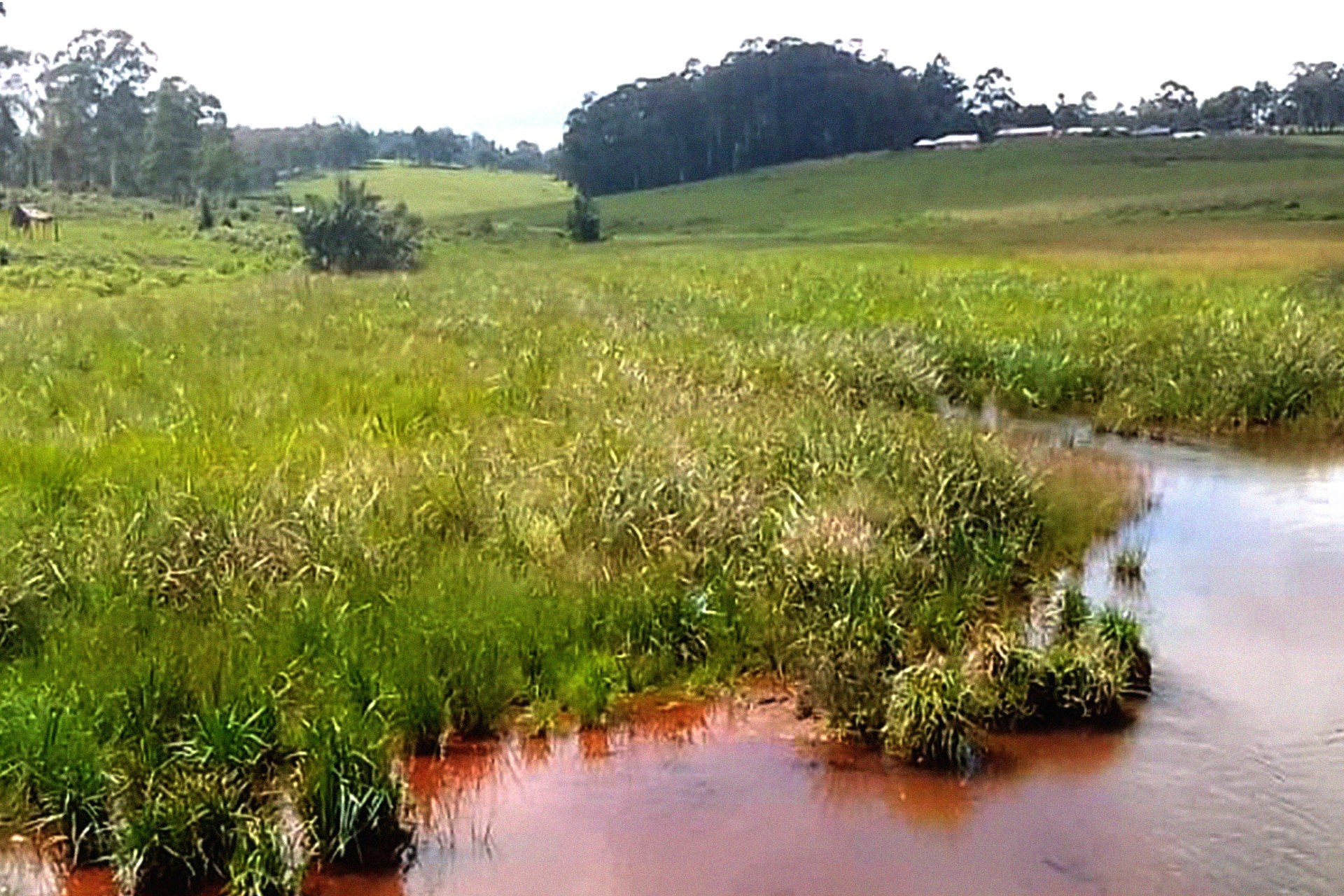 Nkambe River Revival Forest | SUGi