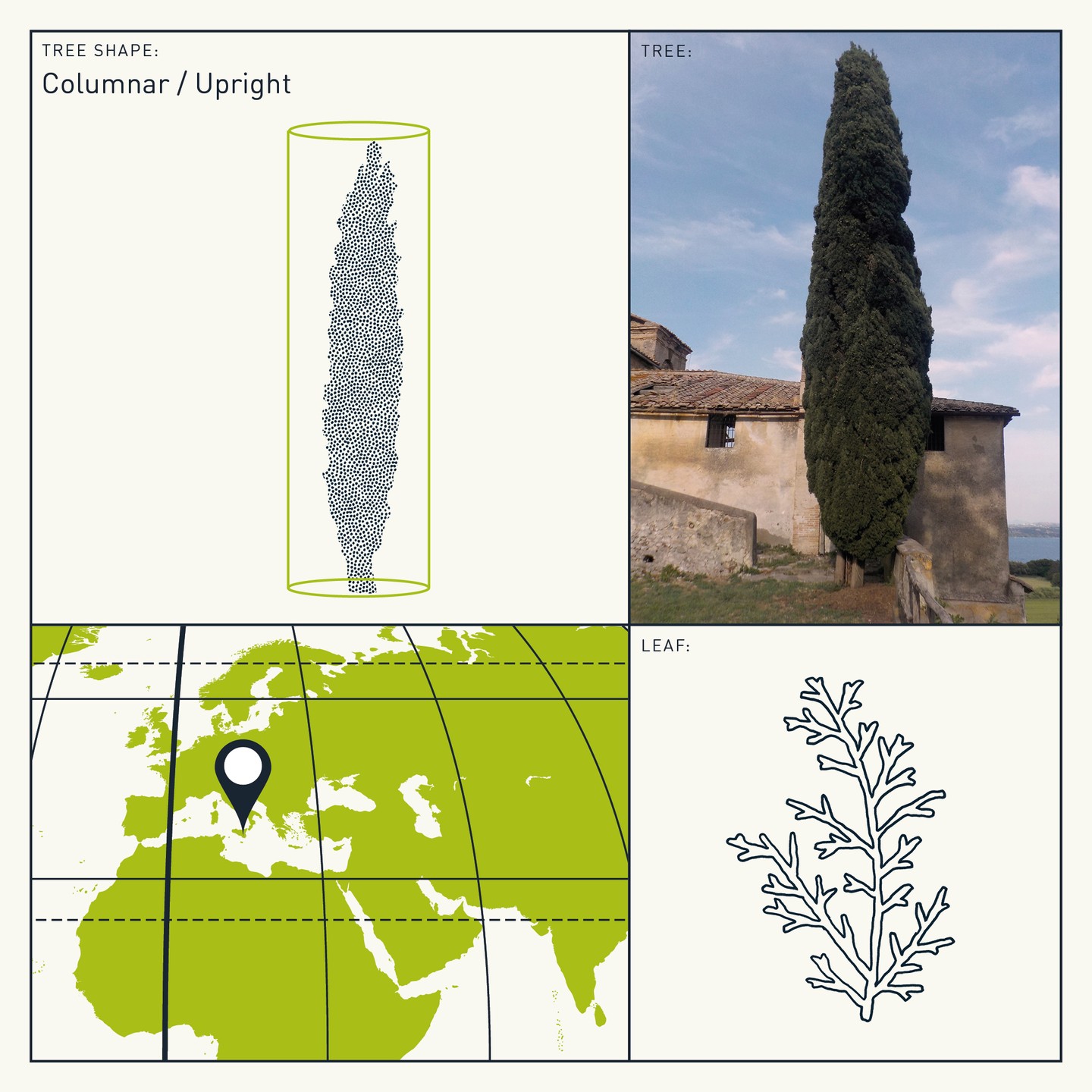 SUGi Tree Guide: Tree Shapes | SUGi