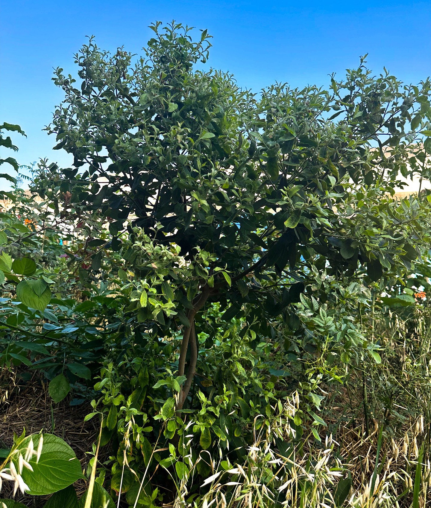 Urban Trees Grow Faster Sugi