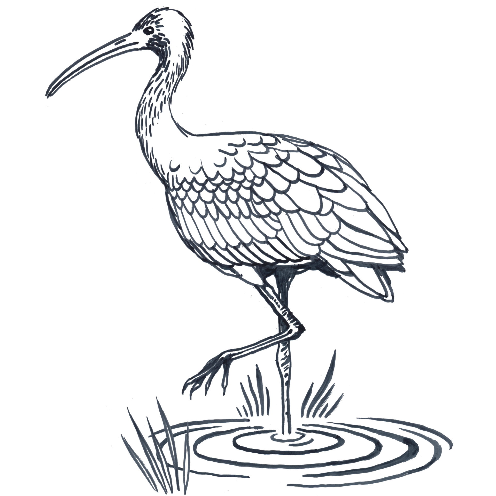 New York Native Trees | SUGi