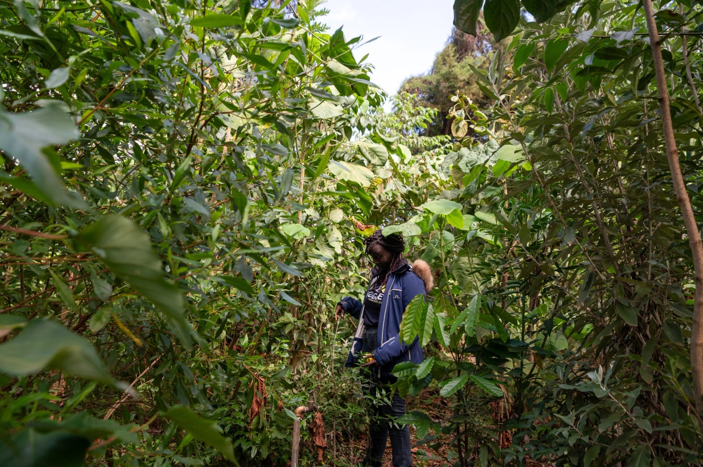 St Paul’s Unity Forest | SUGi