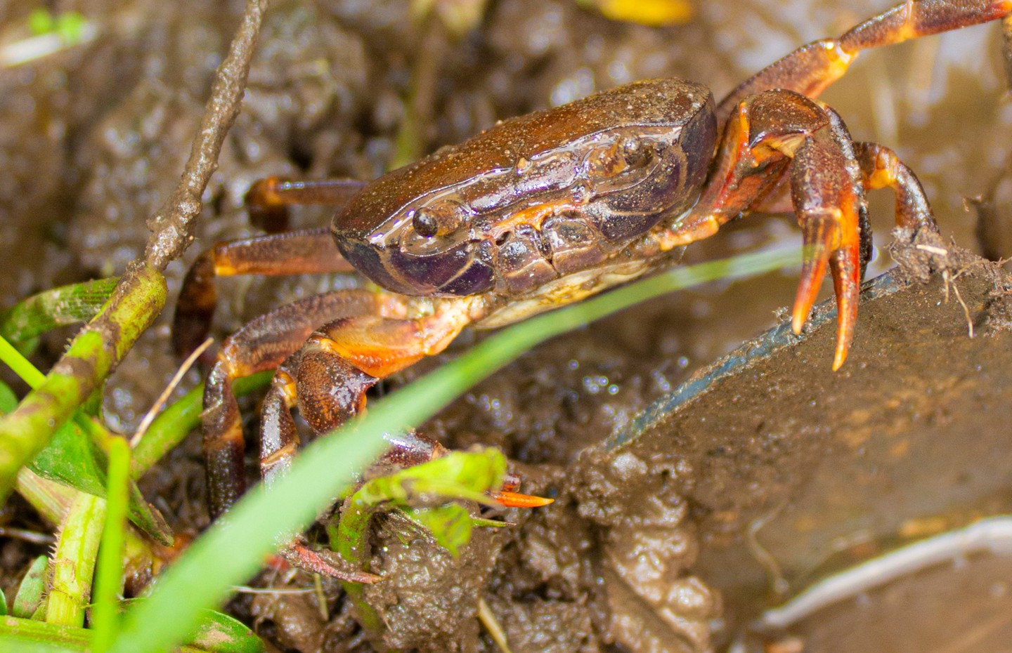 Limbi Blessing Tata | SUGi