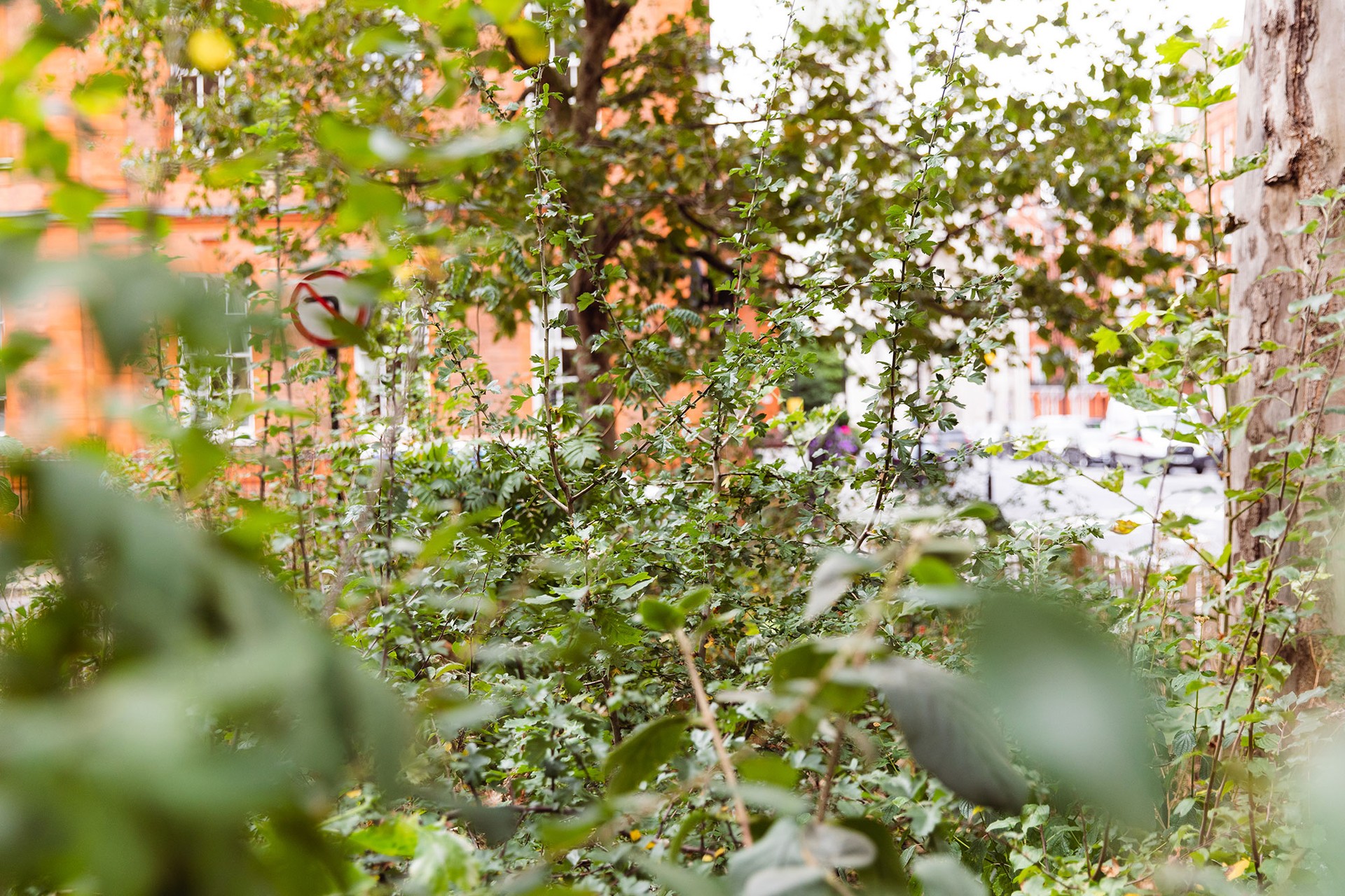 Heritage Forest | SUGi