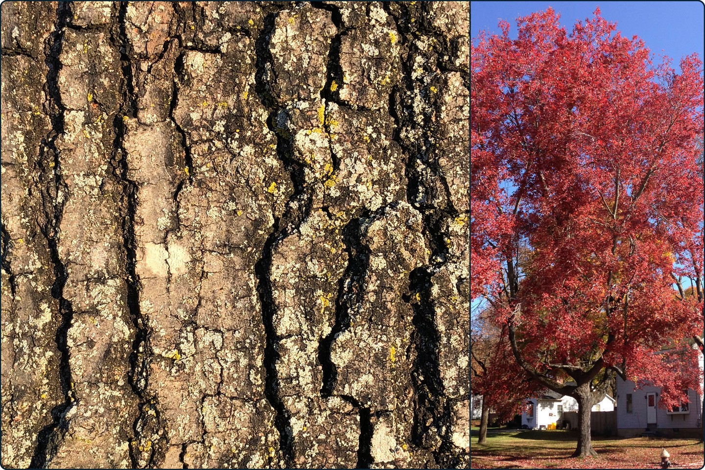 SUGi Tree Guide: Tree Bark | SUGi