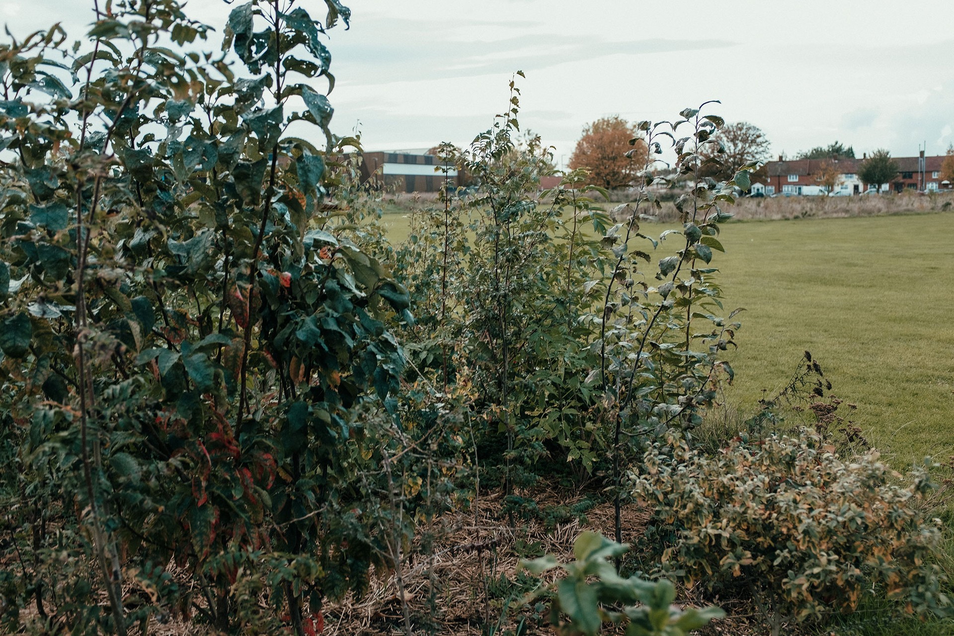 East London I — Natura Nostra Forest | SUGi