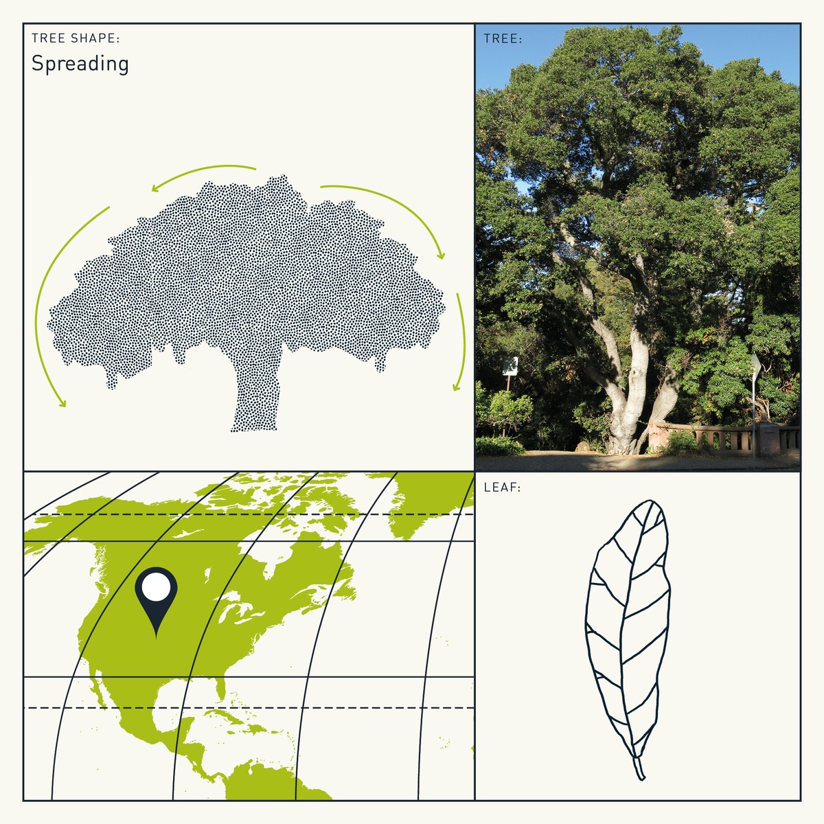 SUGi Tree Guide: Tree Shapes | SUGi