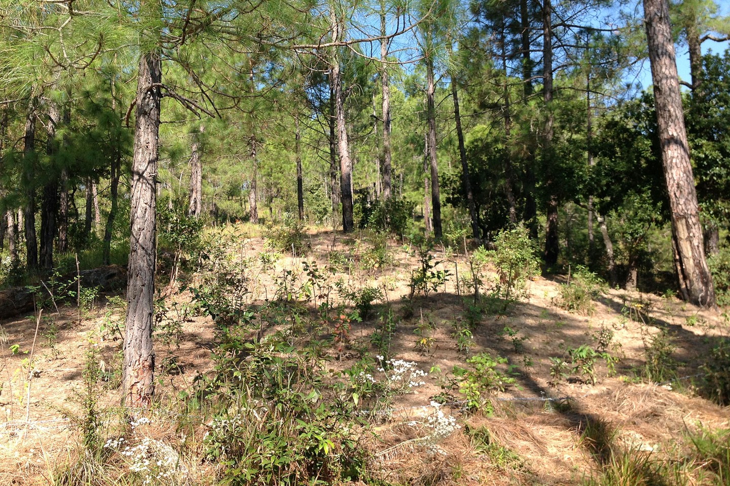 Community Forest II | SUGi