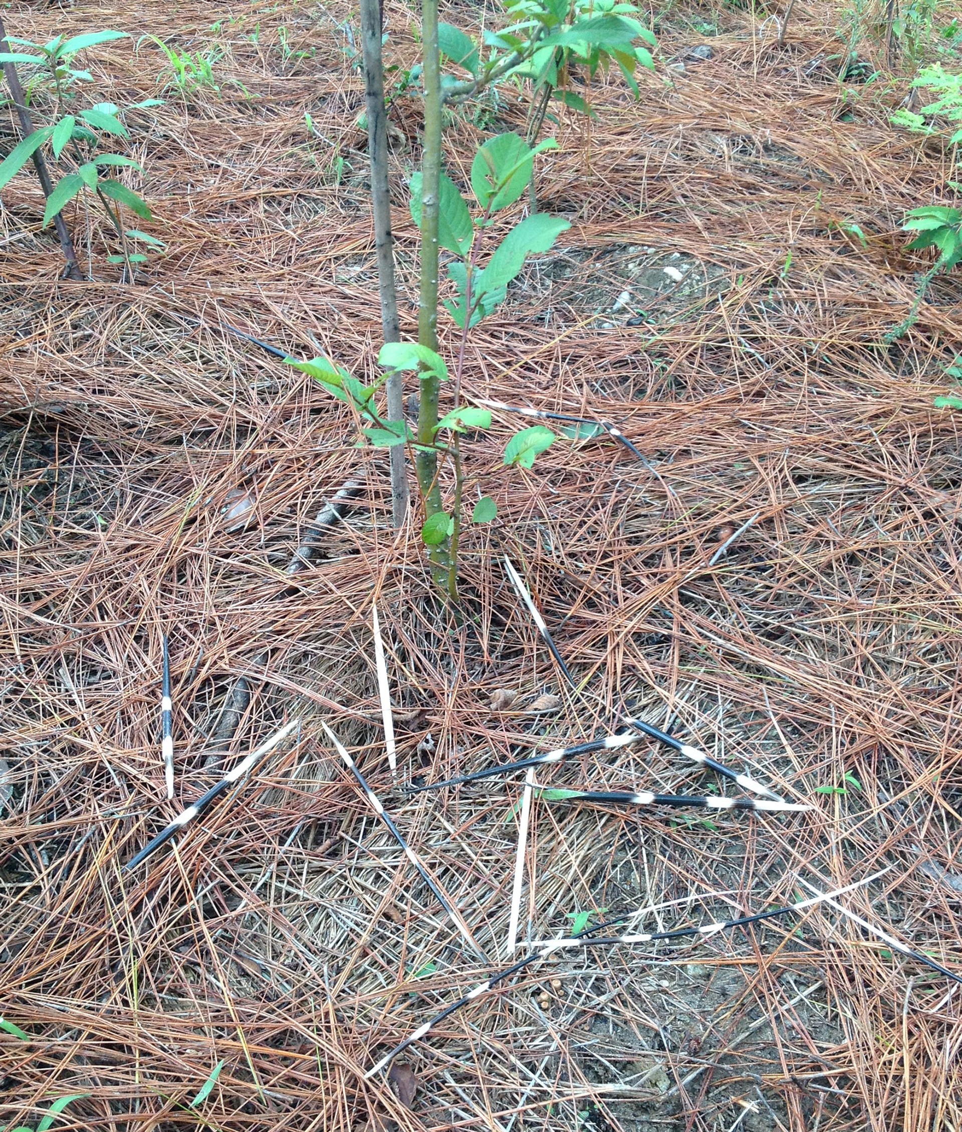 Community Forest | SUGi