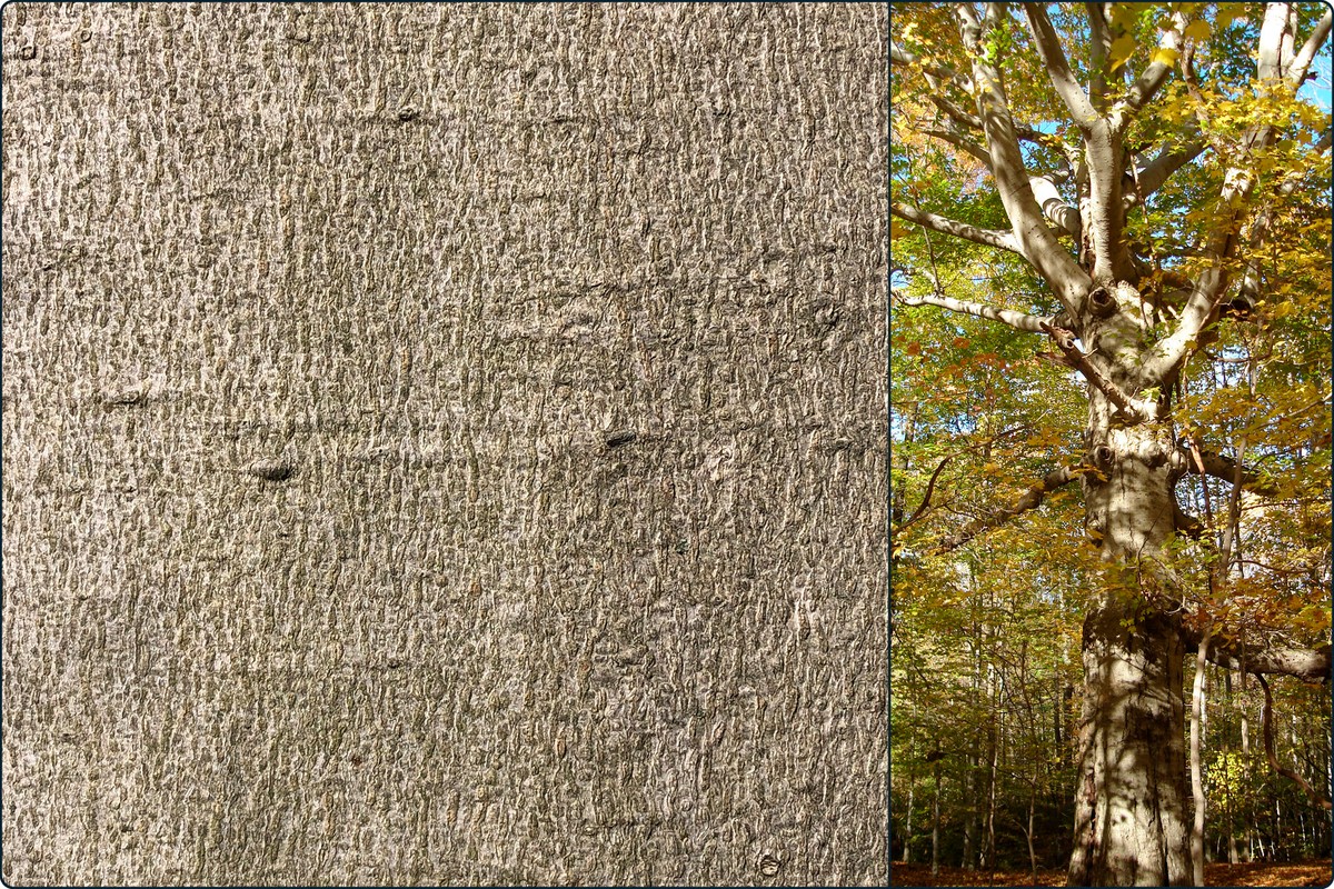 SUGi Tree Guide: Tree Bark | SUGi