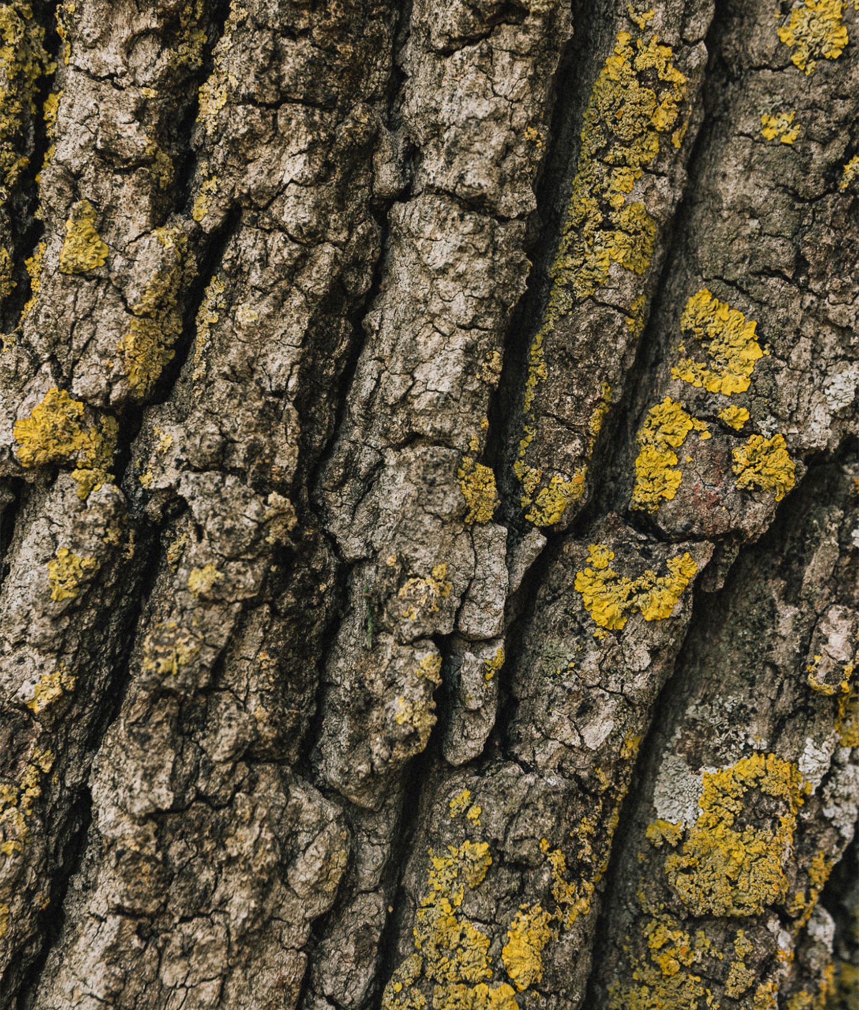 Greek Oak Restoration | SUGi