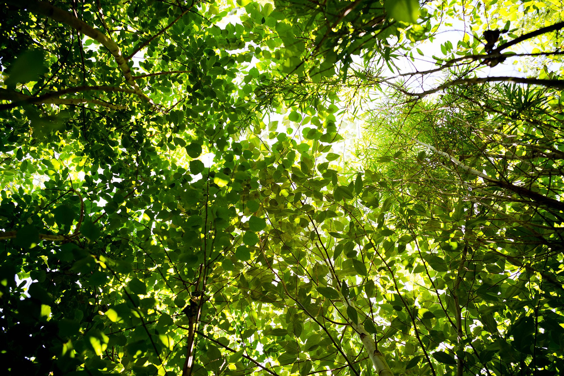 Healing Forest | SUGi