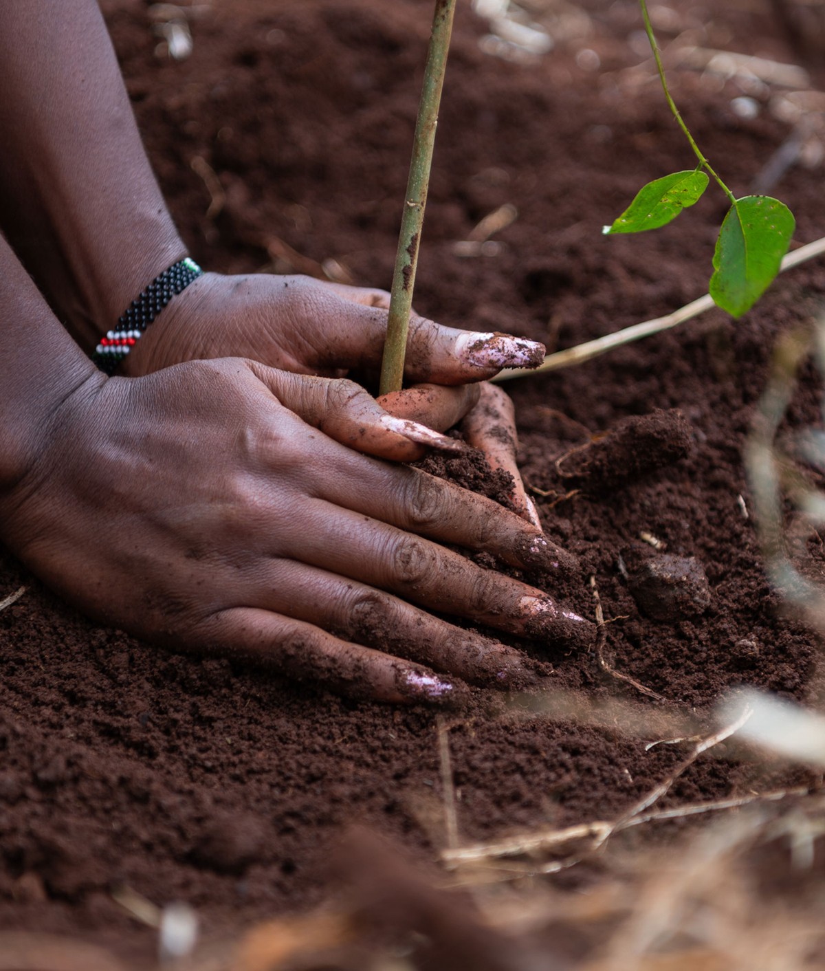 St Paul’s Unity Forest | SUGi