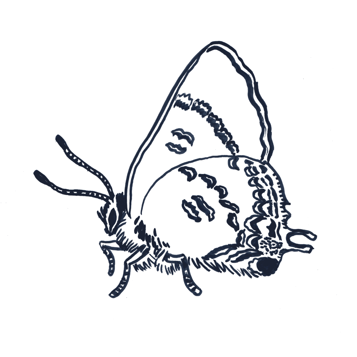 New York Native Trees | SUGi