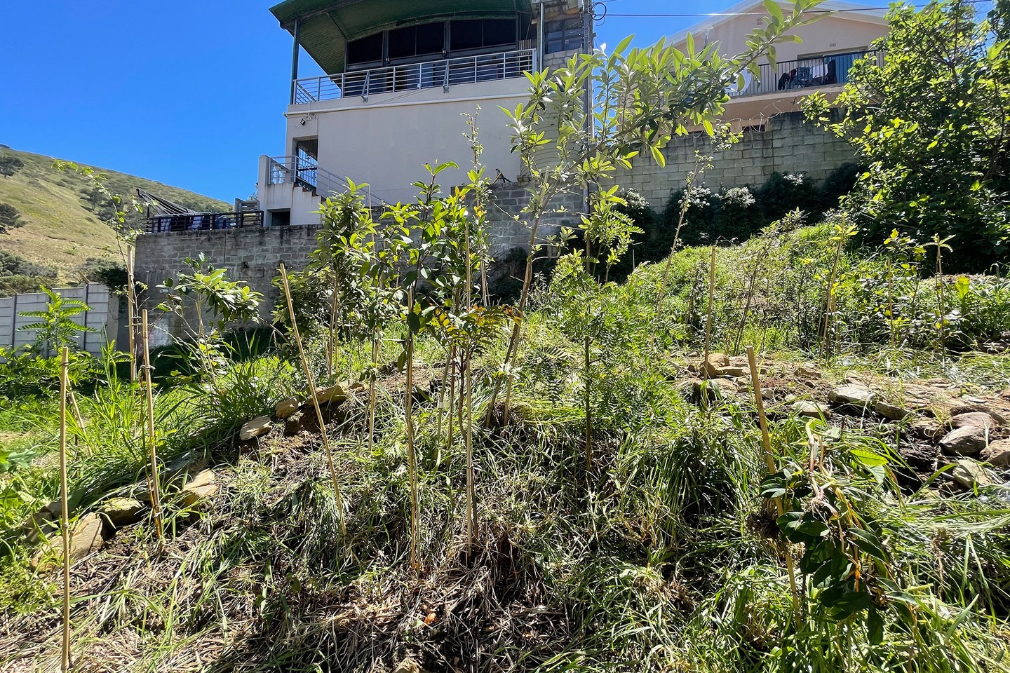 Schotsche Kloof Forest | SUGi