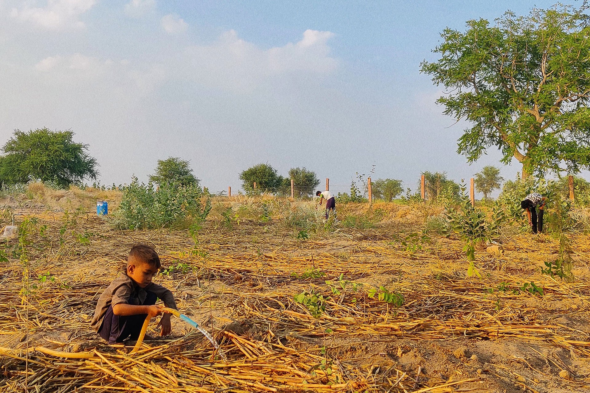 Sukhad Aranya | SUGi