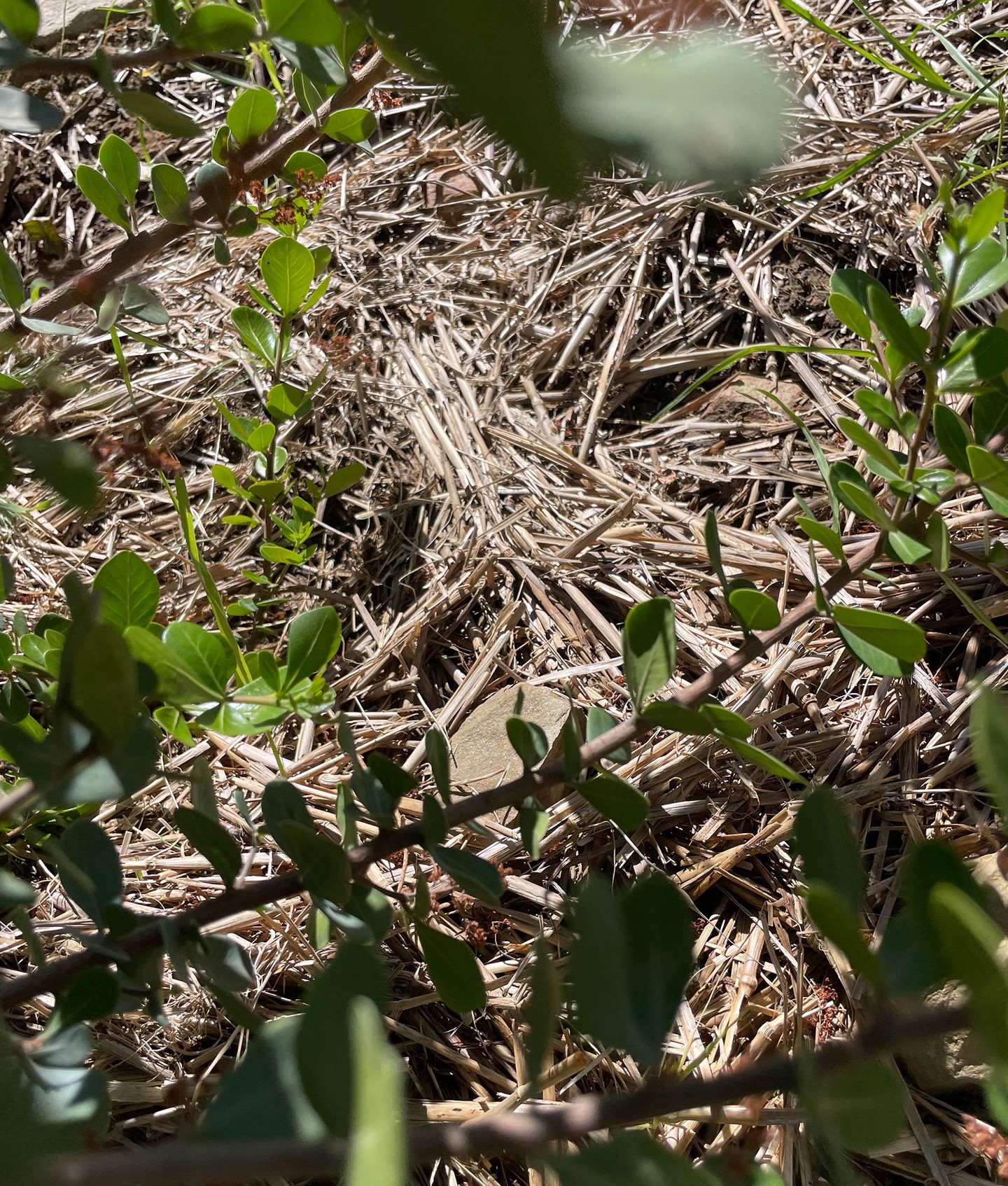 Schotsche Kloof Forest | SUGi