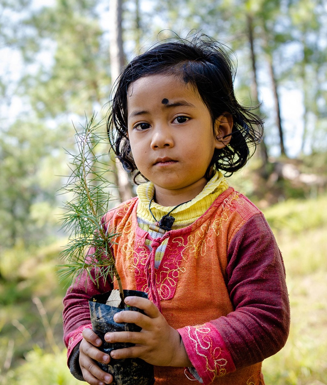 Community Forest | SUGi