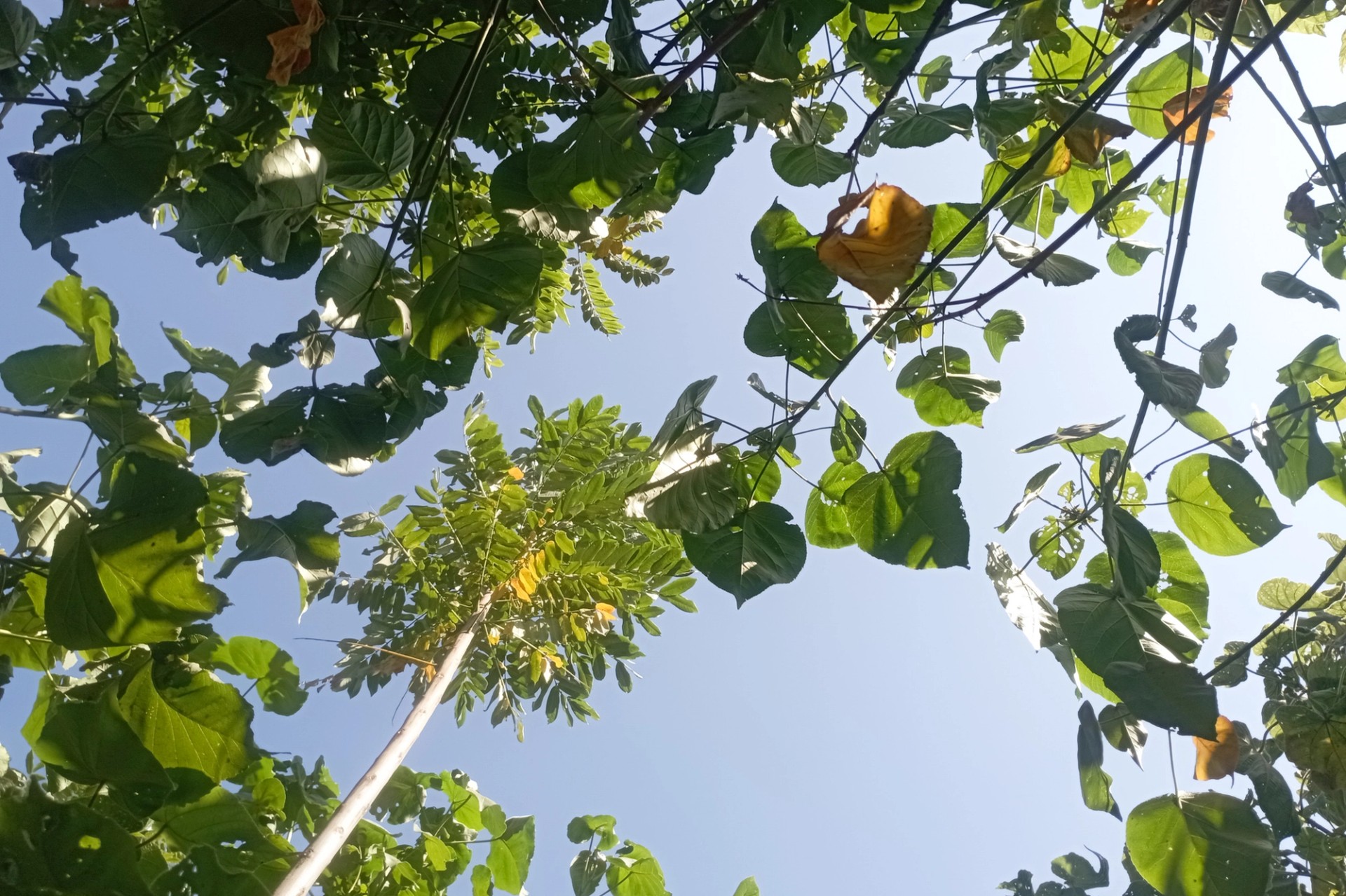 St Paul’s Unity Forest | SUGi