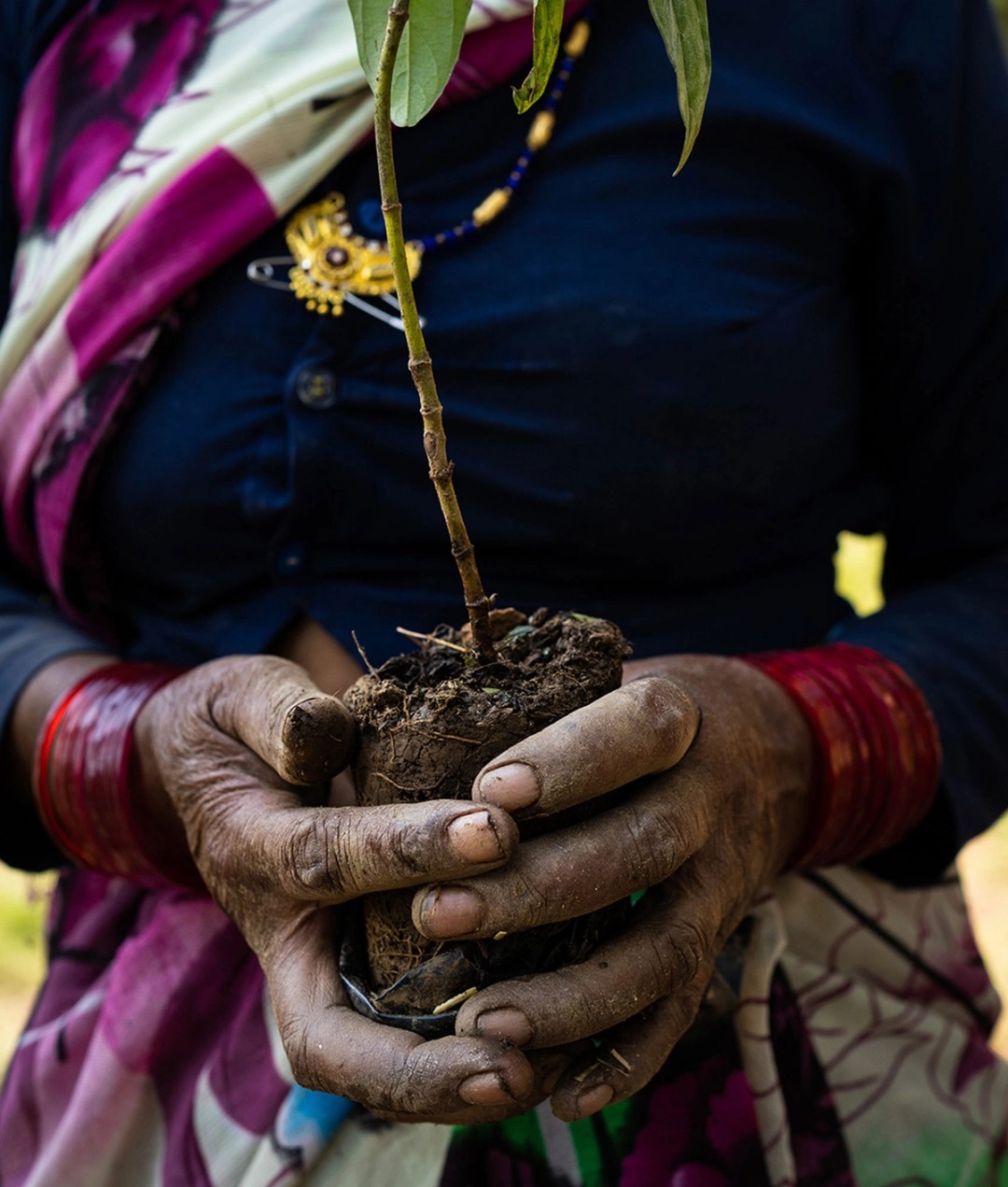 Community Forest | SUGi