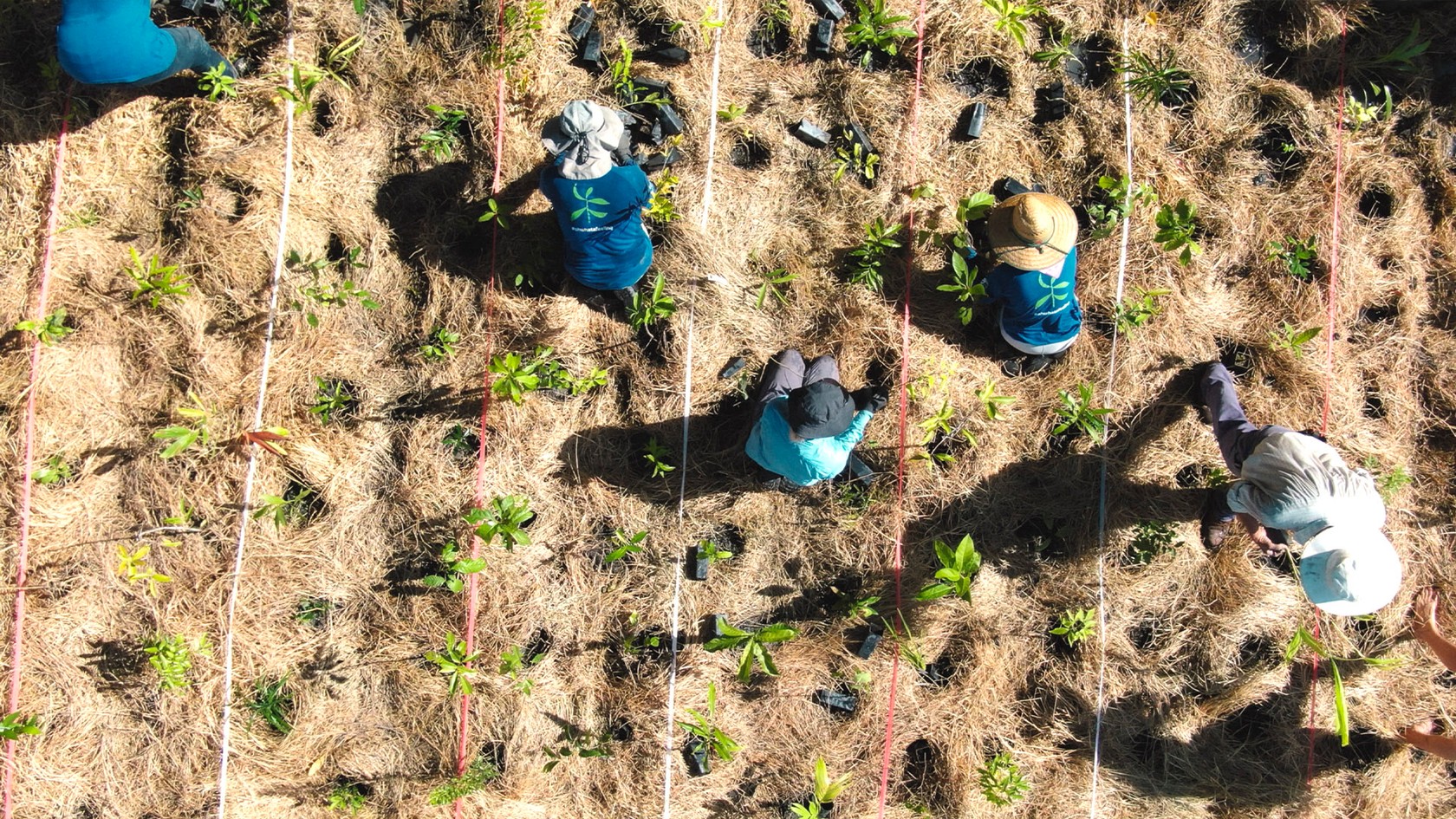The Sugi Tree ( 杉 ) | SUGi
