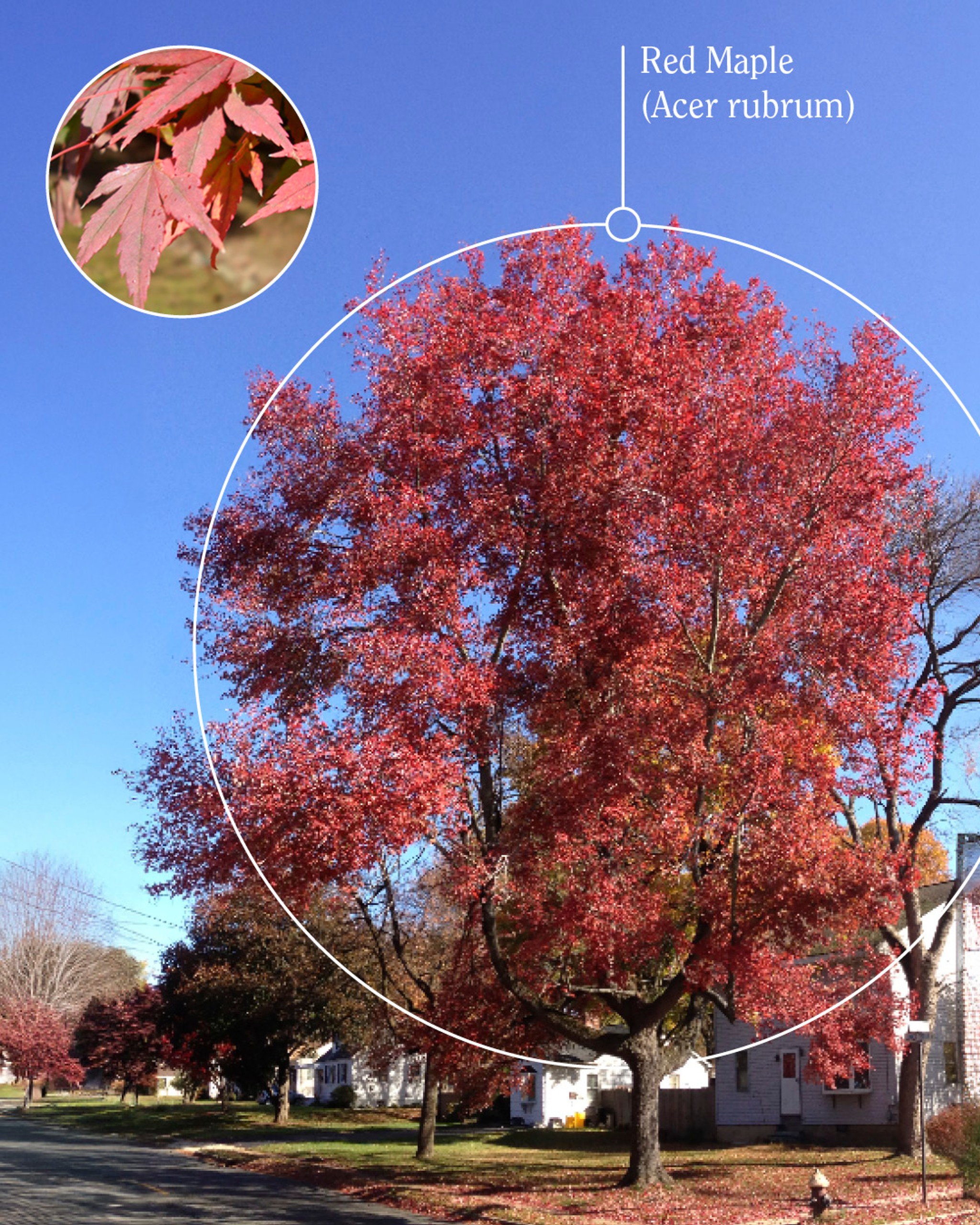 SUGi Tree Guide: How to identify trees by their shapes | SUGi