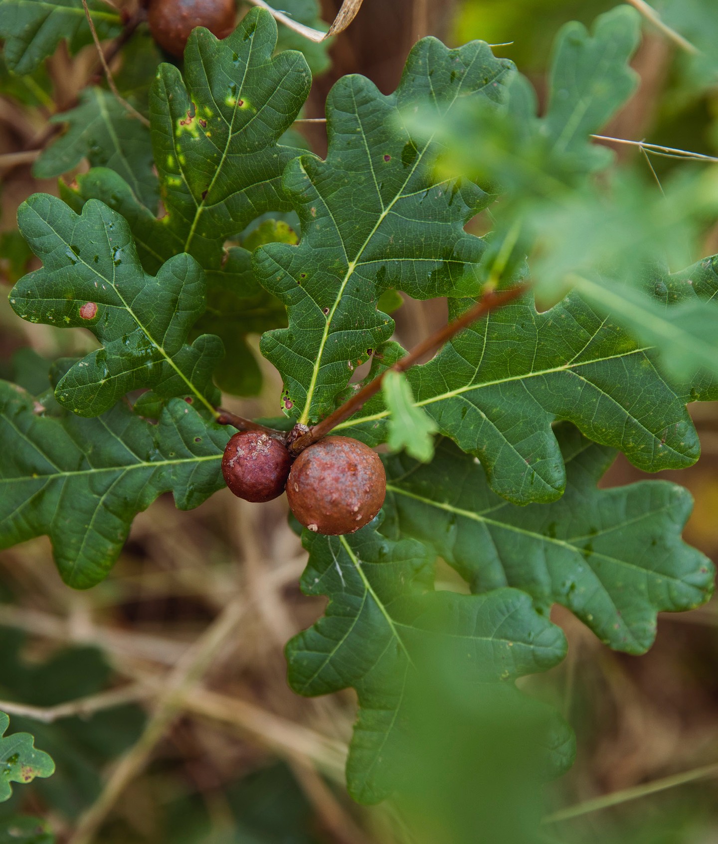 SUGi Pocket Forests London | 2024 Impact Report | SUGi