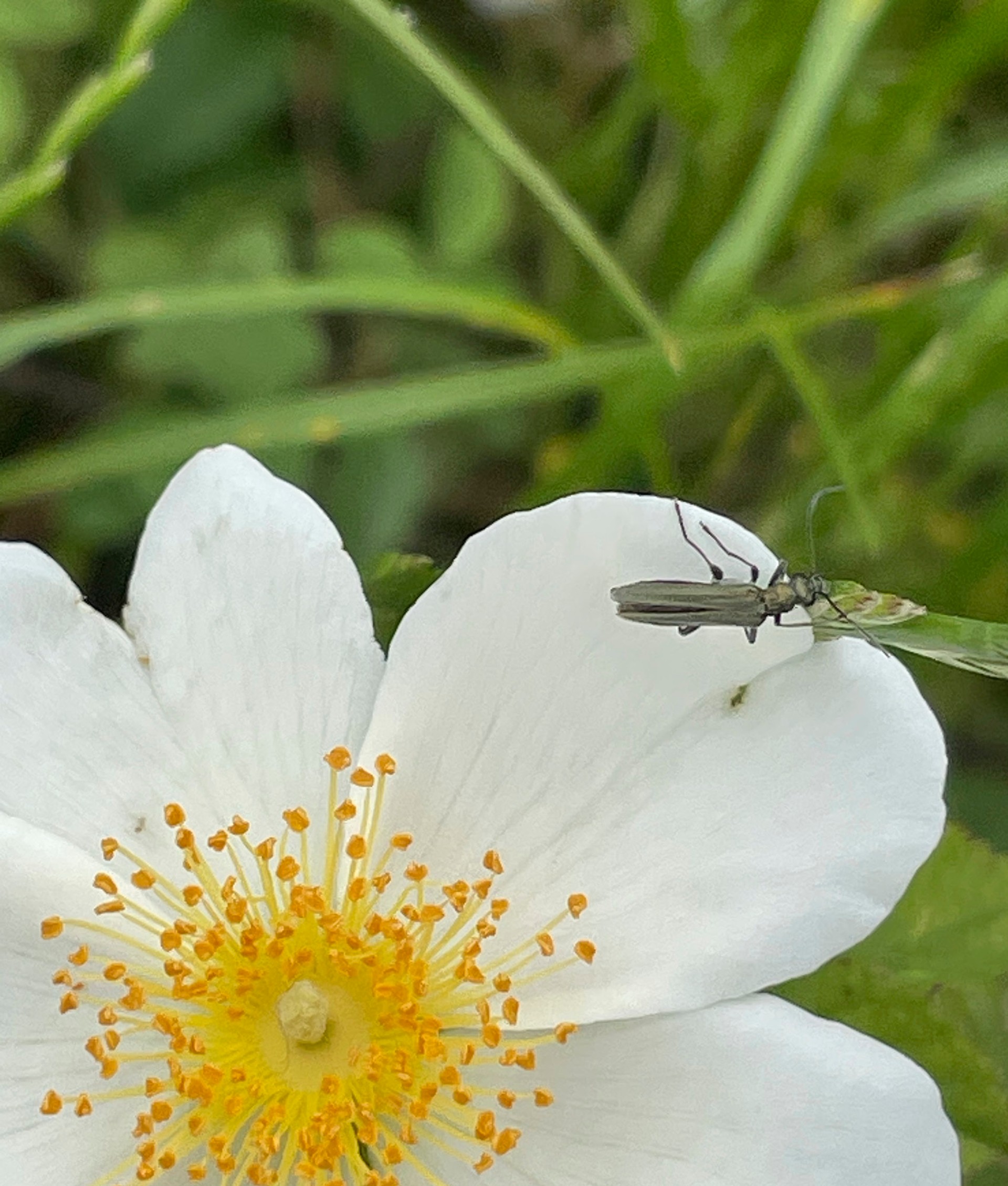 SUGi Pocket Forests London | 2024 Impact Report | SUGi