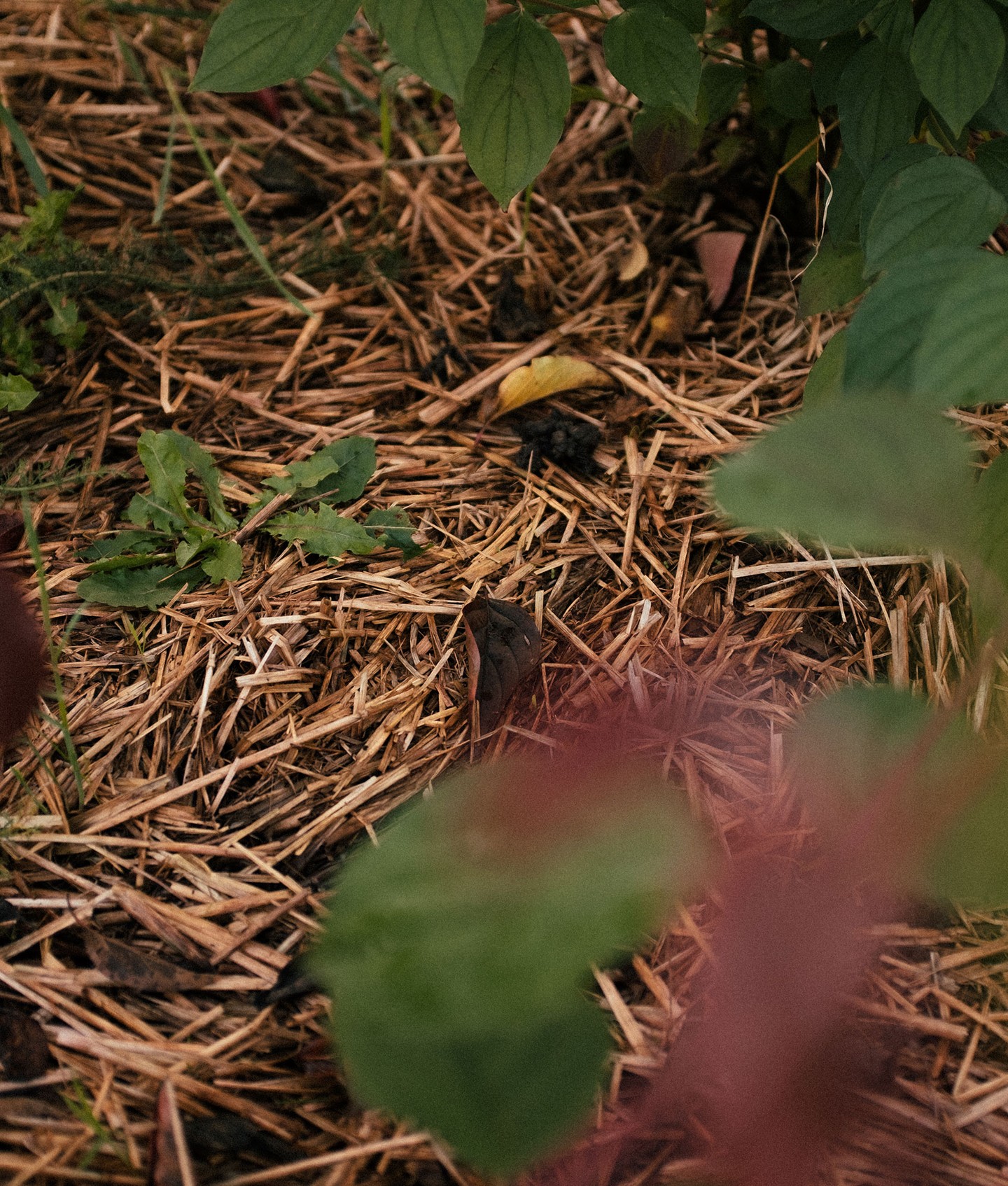 East London I - Natura Nostra Forest | SUGi