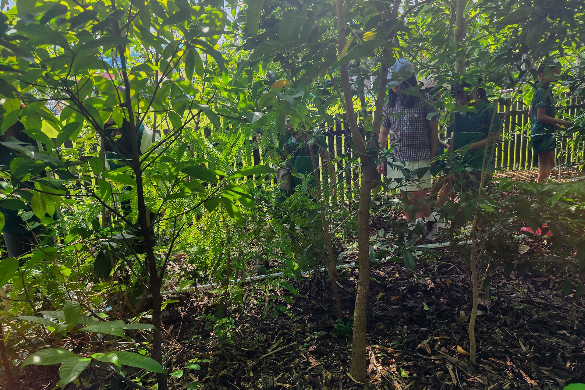 ICHK Hong Lok Yuen Forest | SUGi