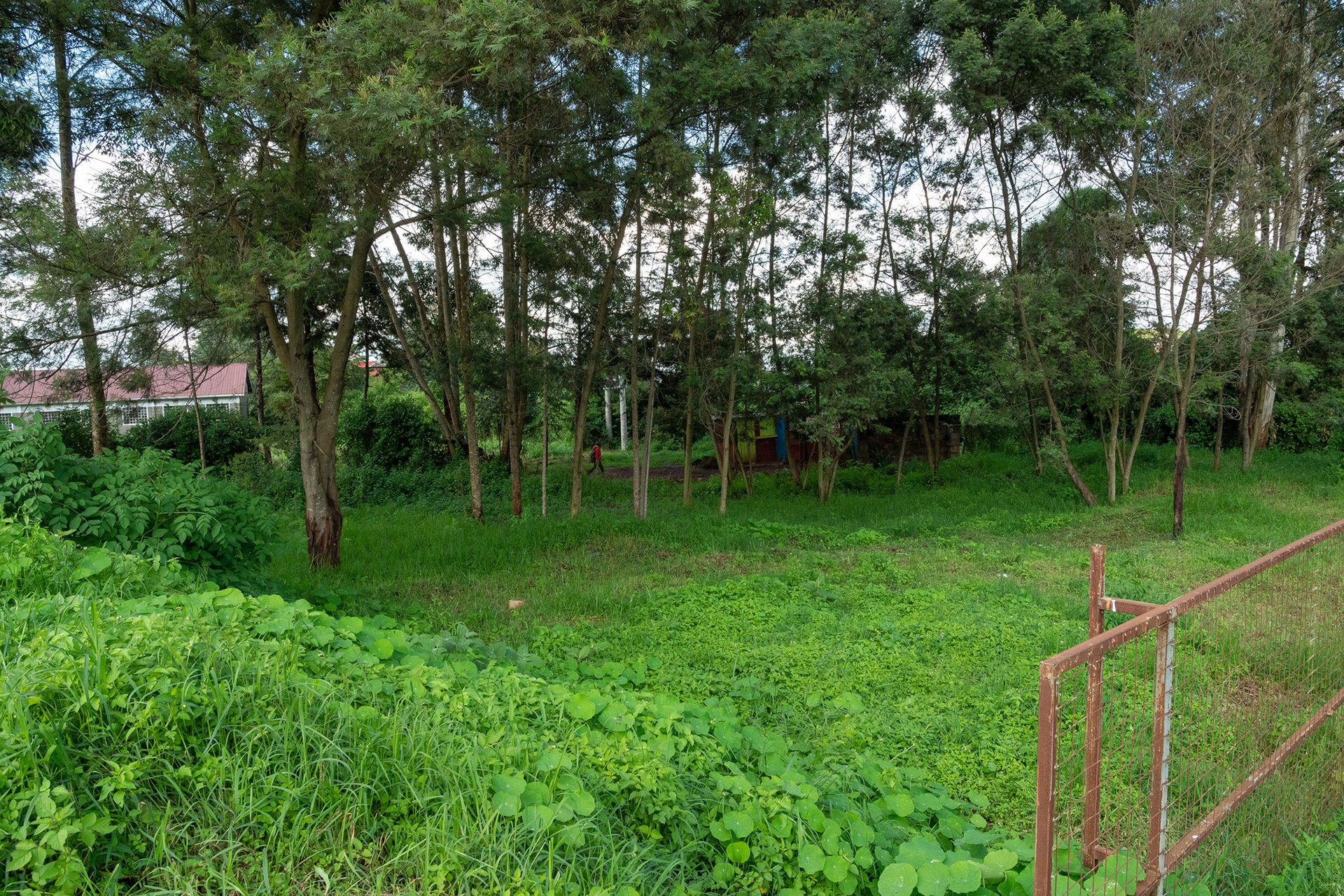 St Paul’s Unity Forest | SUGi