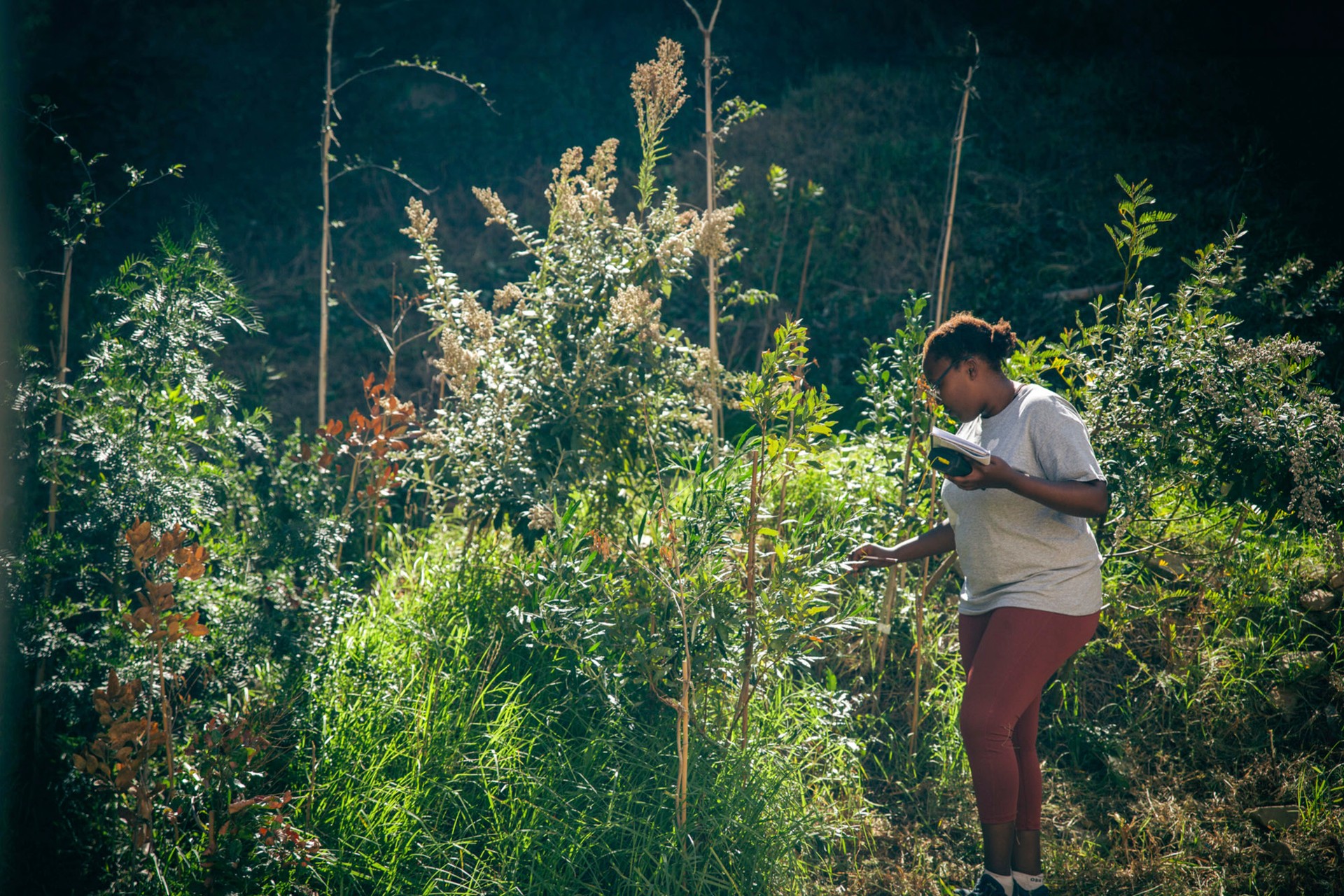 SUGi Pocket Forests – Cape Town | SUGi